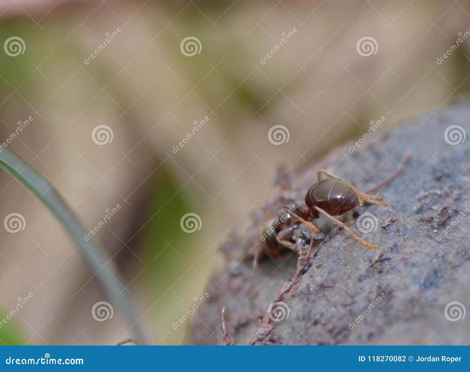 Macro/close-up Shot of a Black Ant on a Rock Stock Photo - Image of ...