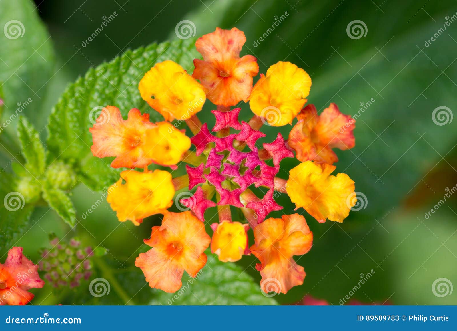 Macro Close Up of Small Brightly Colored Tropical Flower. Stock Image ...