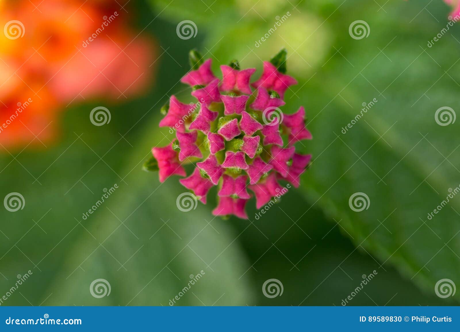 Macro Close Up of Small Brightly Colored Tropical Flower. Stock Photo ...