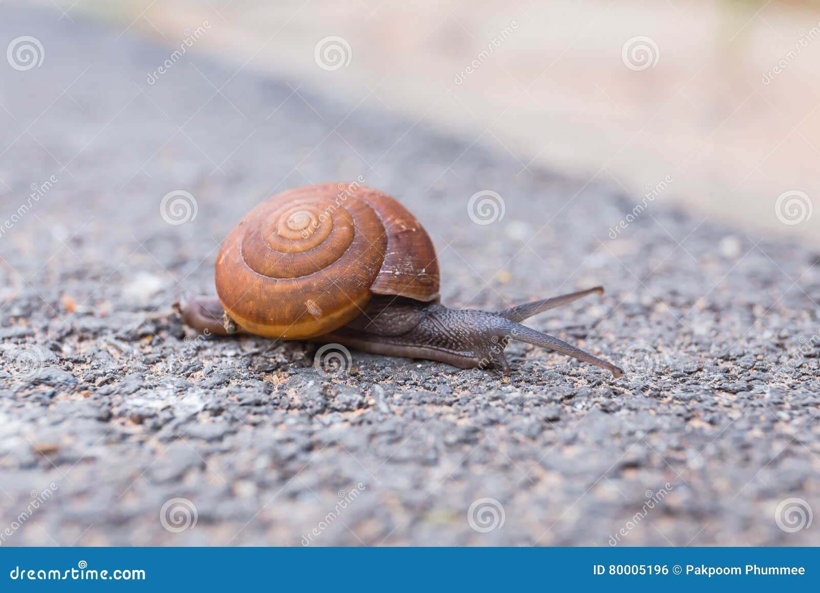 Macro Close-up of Snail on the Road is Moving Slow. Stock Photo - Image ...