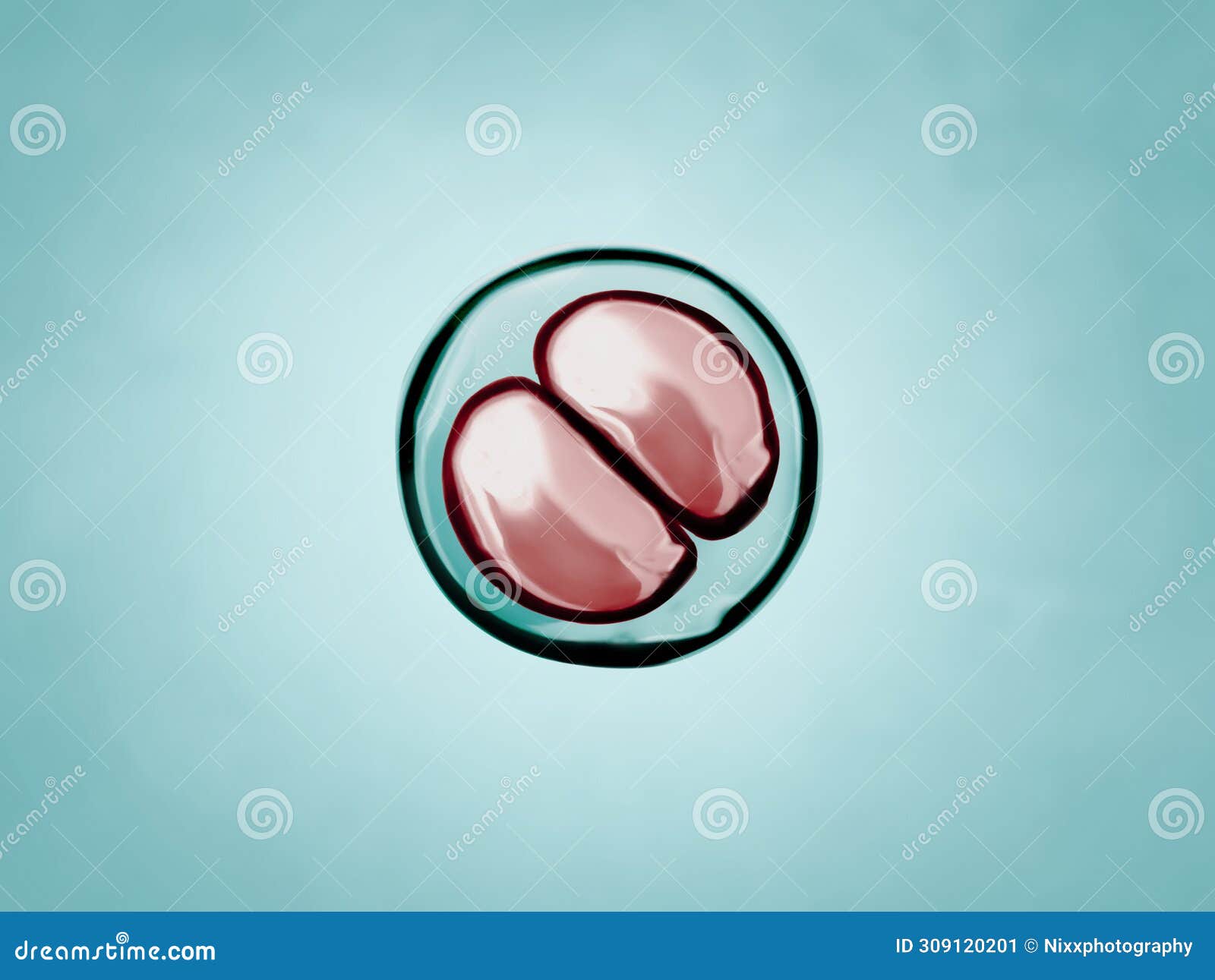 Cells Division Process, Cell Divides into Two Cells Stock Image - Image ...