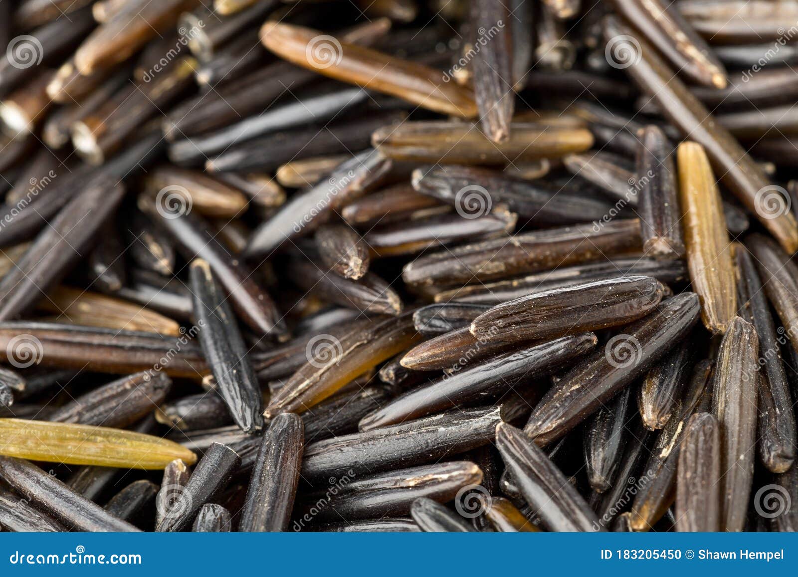 Macro Close Up of Uncooked, Raw, Black Wild Rice Grains Stock Photo ...