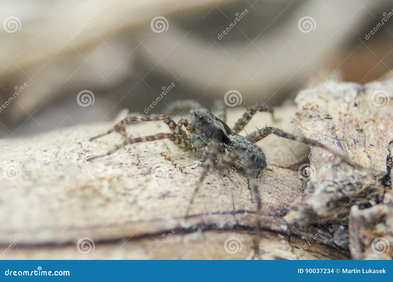 Macro Close-up View of Hairy Little Spider Stock Photo - Image of ...