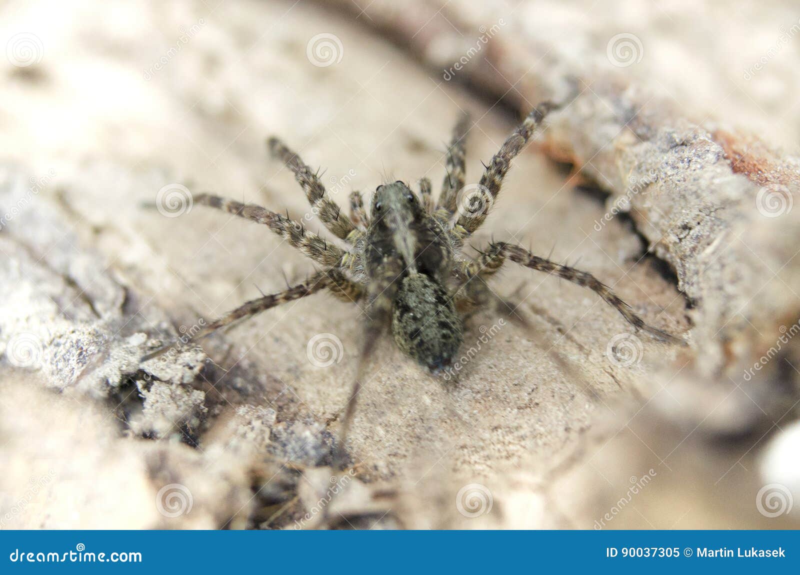 Macro Close-up View of Hairy Little Spider Stock Image - Image of macro ...
