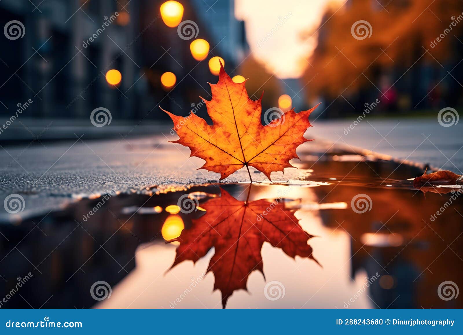 Macro or Close-up View of a Maple Leaf on the Road with Its Reflection ...
