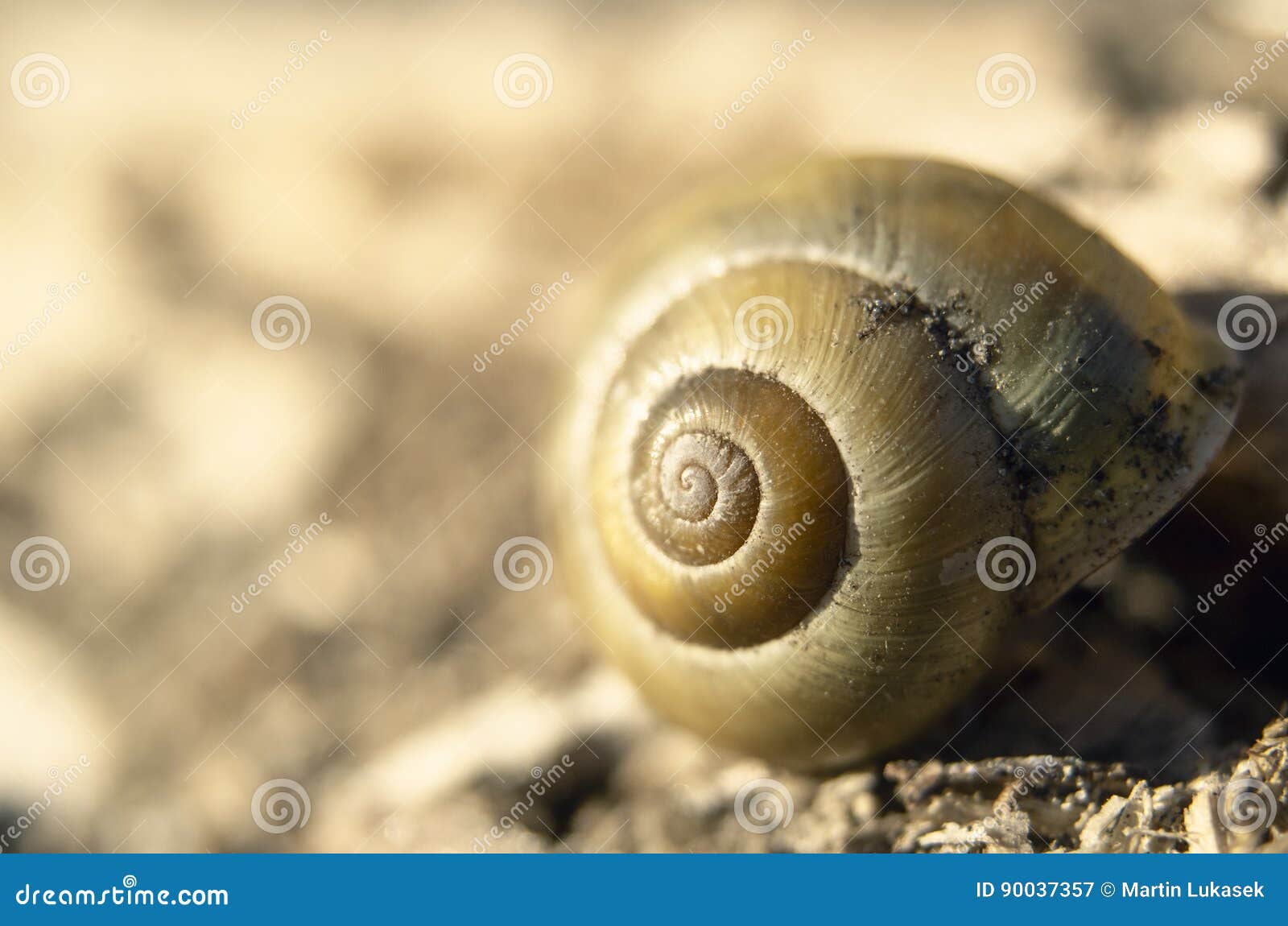 Macro Close-up View of Spiral Twisted Shell Stock Image - Image of ...