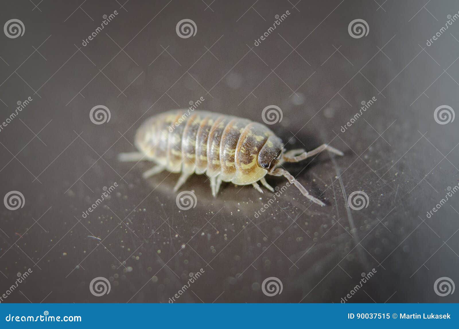Macro Close-up View of Wood Louse Bug Stock Image - Image of outdoor ...
