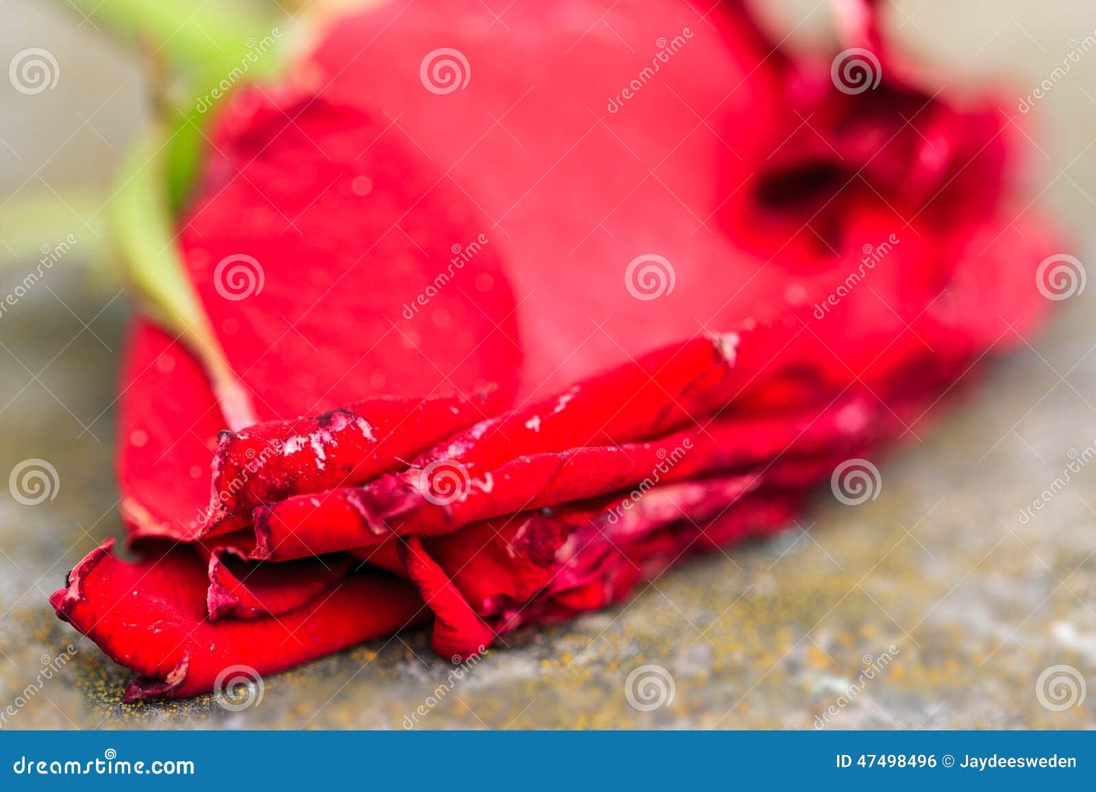 Macro Close-up of Withering Dying Red Rose Stock Photo - Image of ...