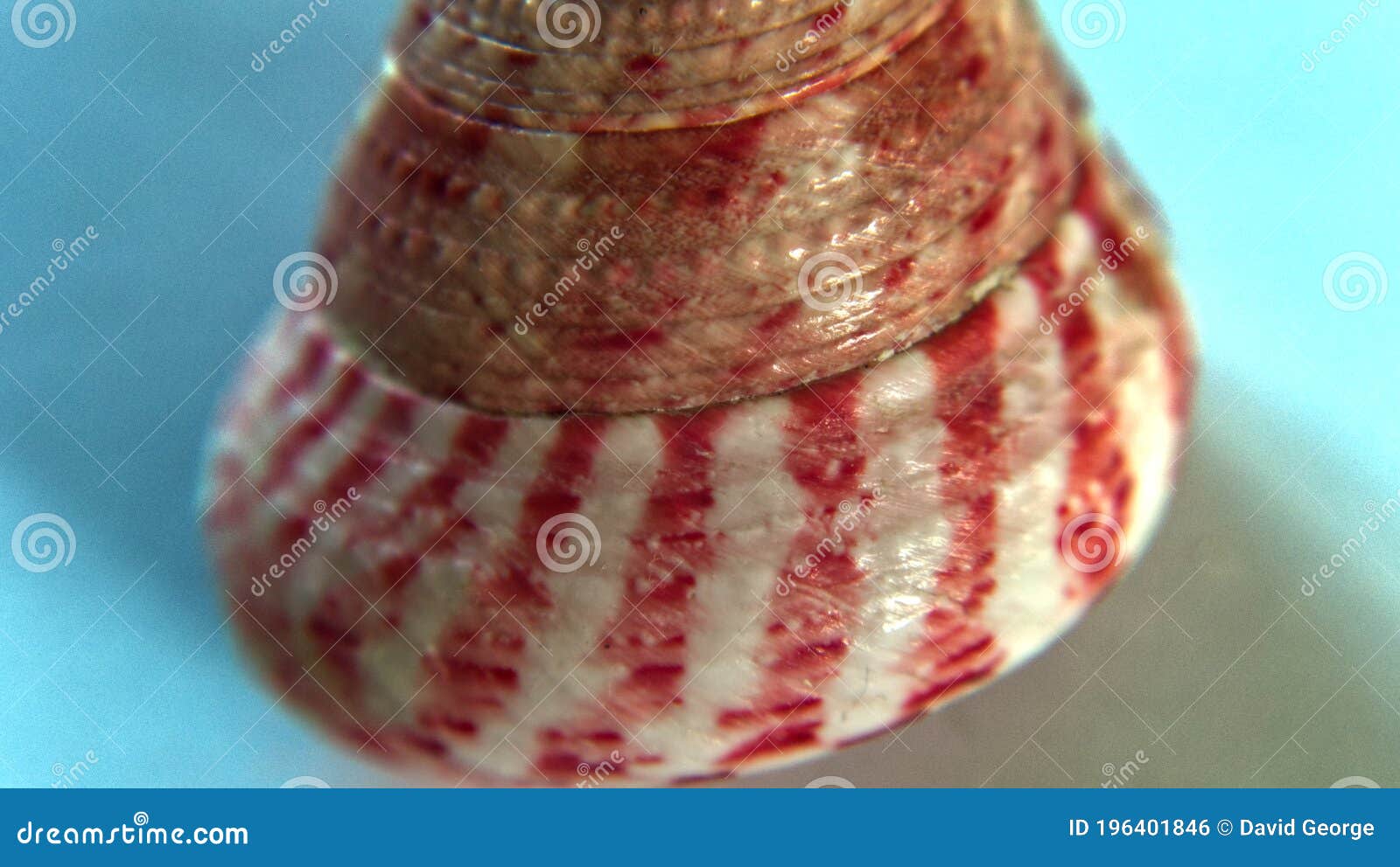 Macro / Close Ups of Small Isolated Sea Shells Stock Photo - Image of ...