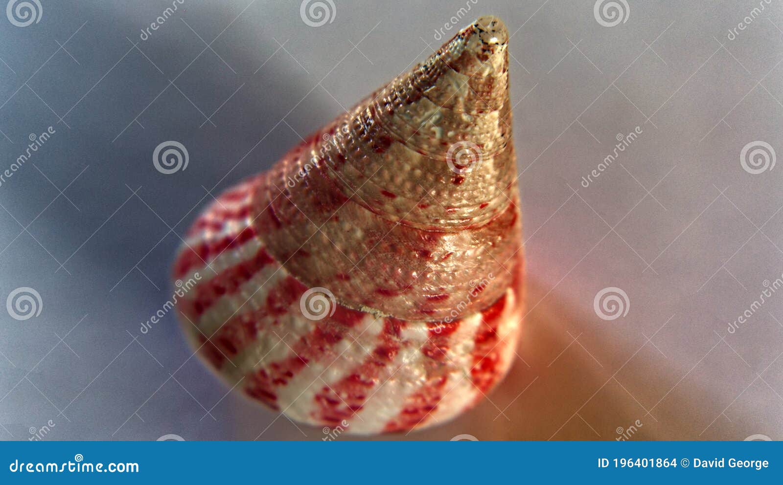 Macro / Close Ups of Small Isolated Sea Shells Stock Photo - Image of ...