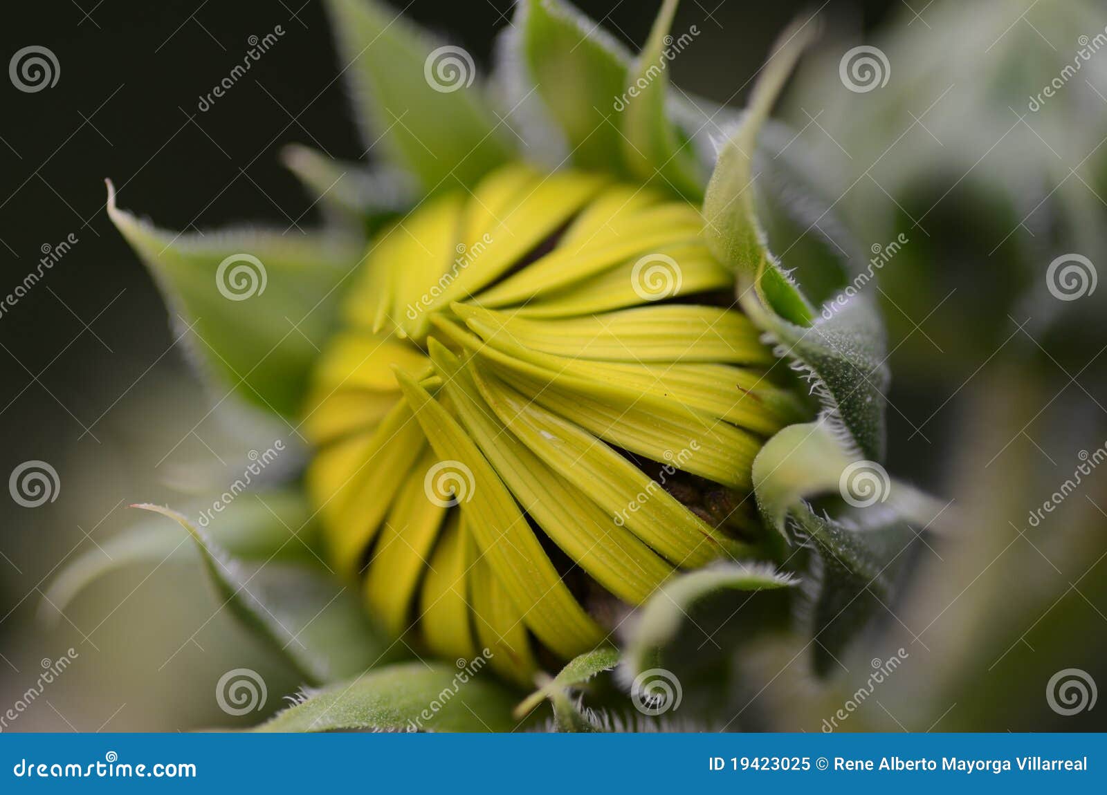 Macro of a Closed Green and Yellow Sunflower Stock Image - Image of ...
