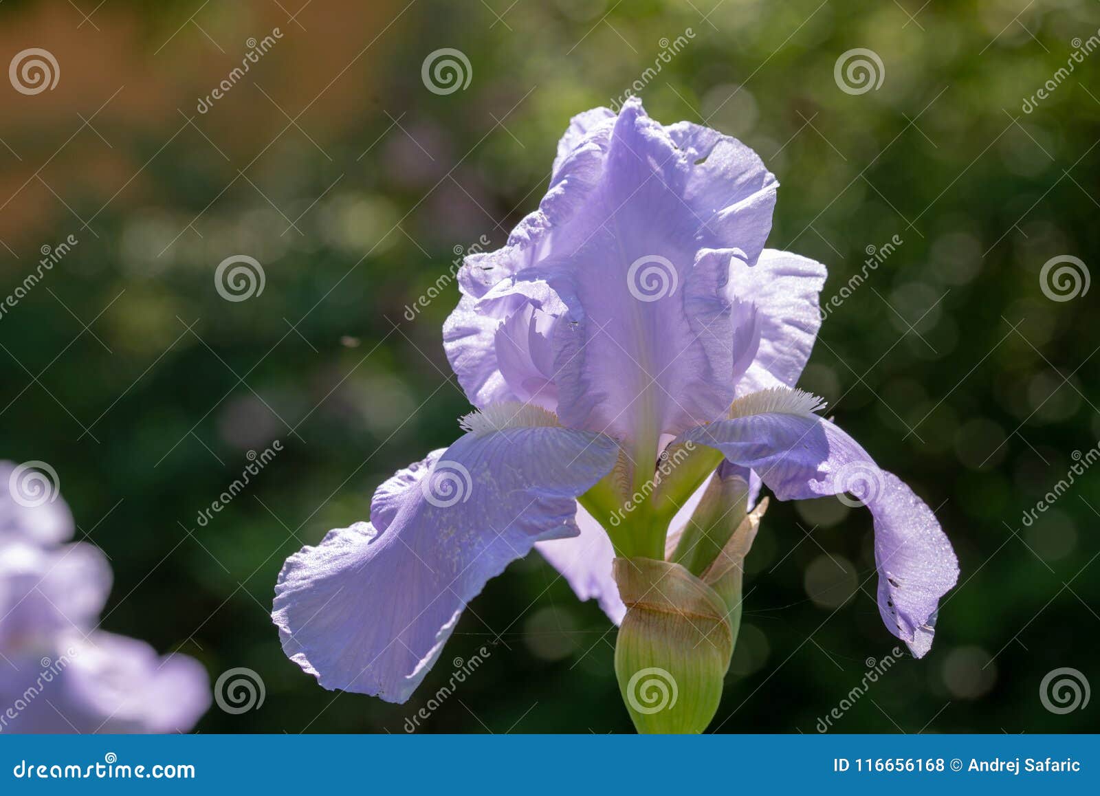 Macro Closeup Of Blue Bearded Iris, Iris Barbata Stock Photo - Image of ...
