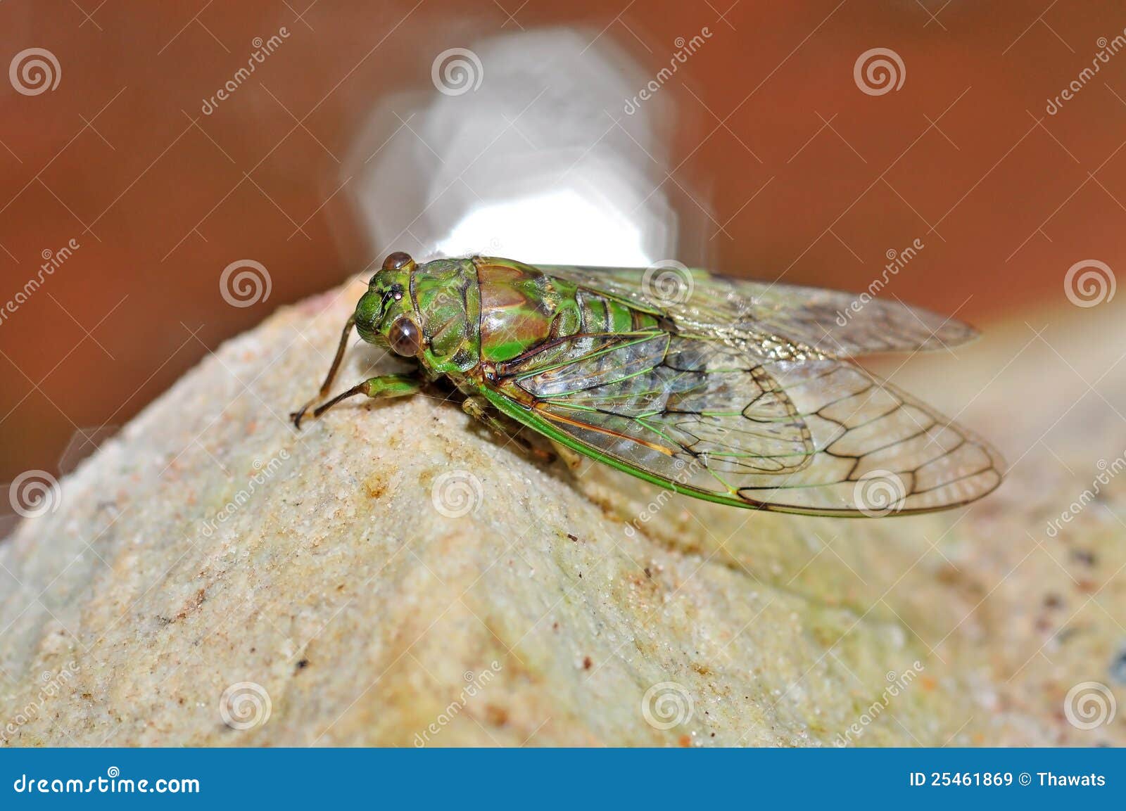 A Macro Closeup of a Cicada Stock Image - Image of area, insect: 25461869