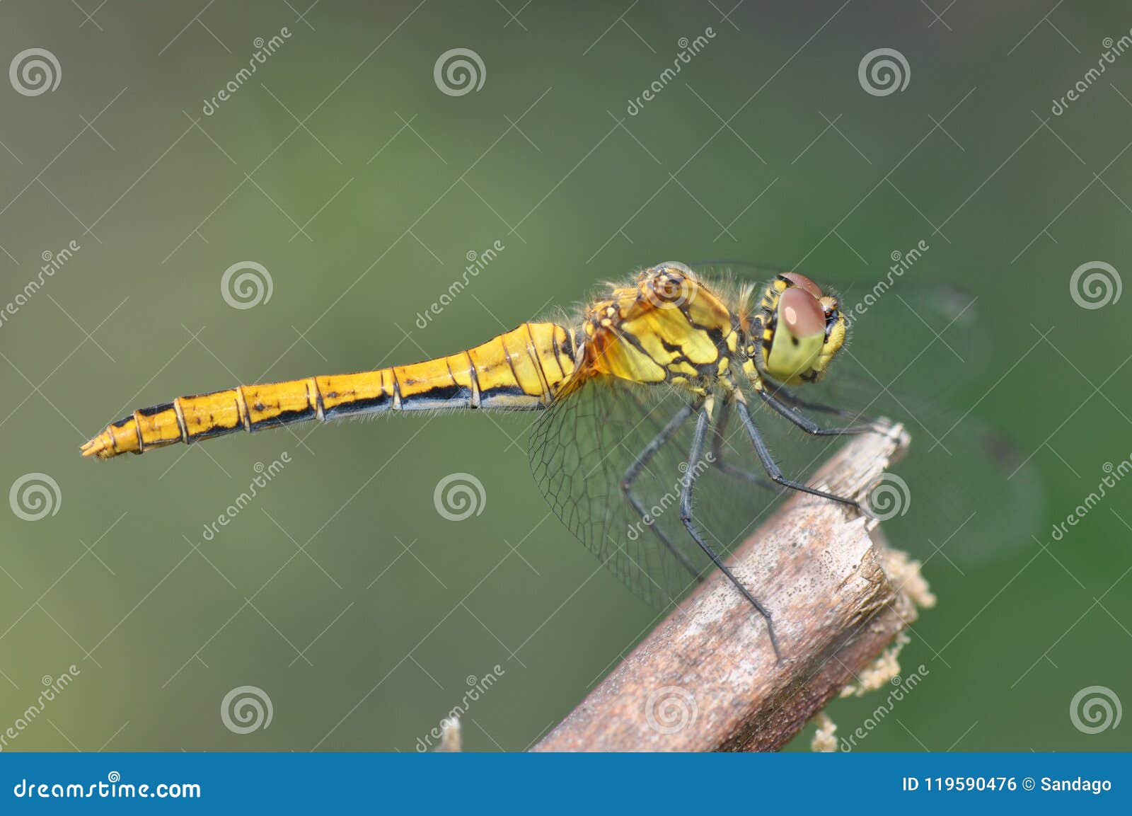 Dragonfly Resting on a Twig Stock Photo - Image of invertebrate, leaf ...