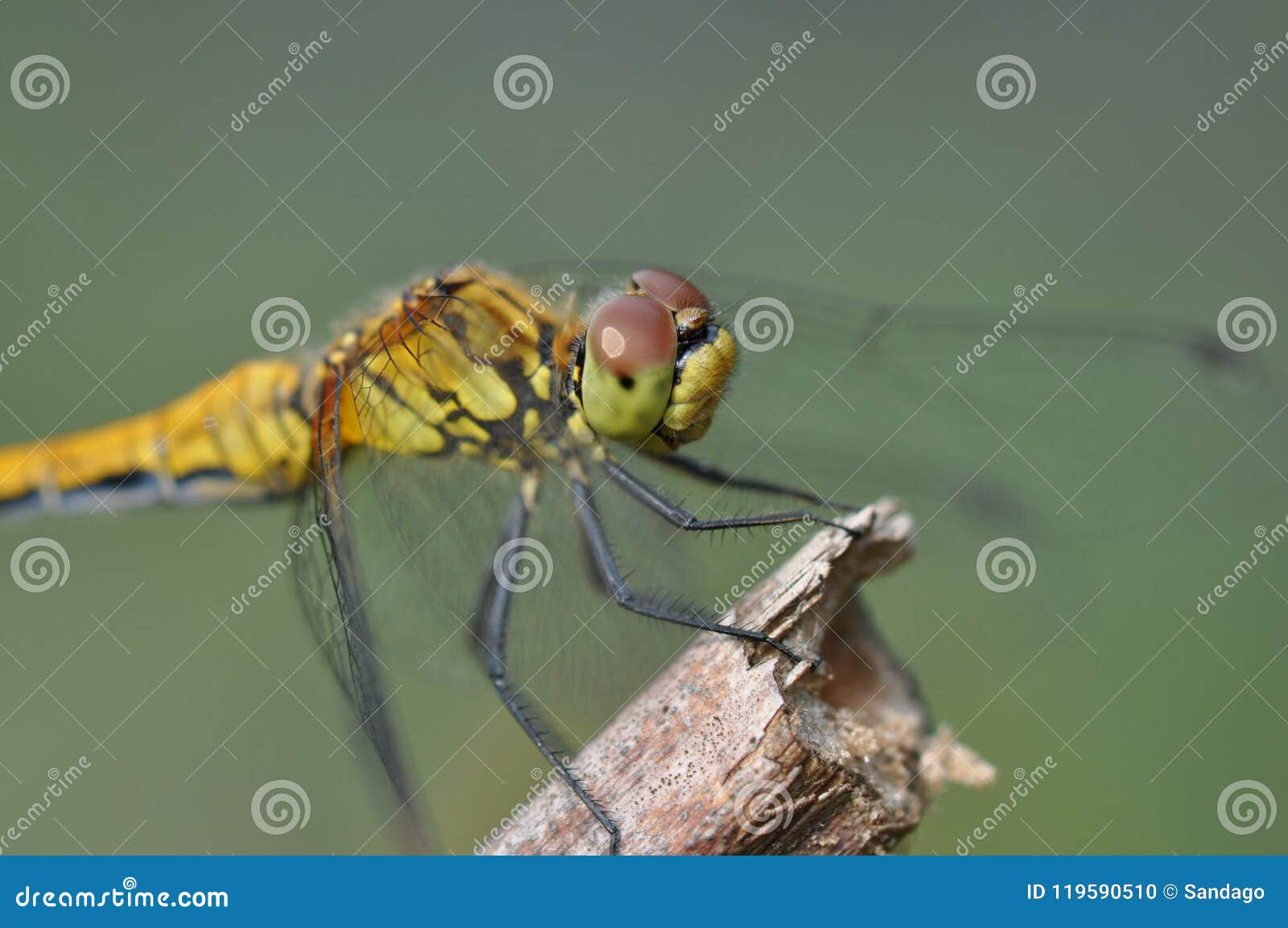 Dragonfly Resting on a Twig Stock Photo - Image of macro, background ...