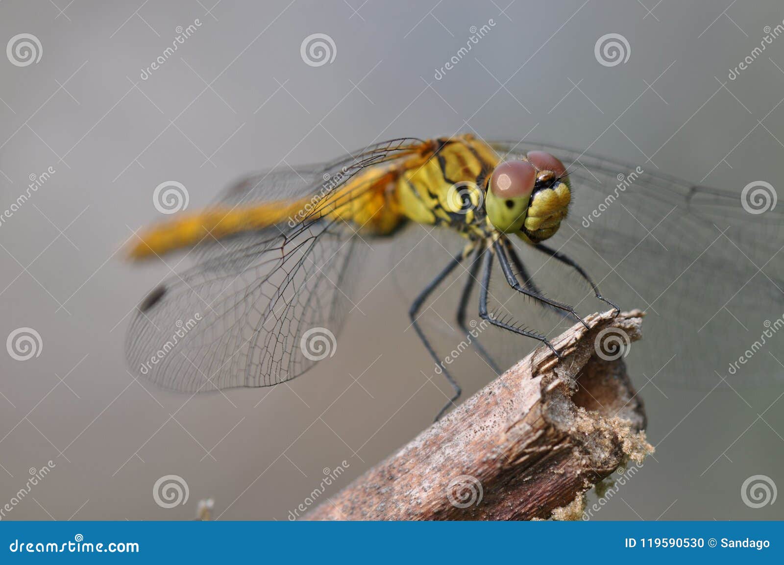 Dragonfly Resting on a Twig Stock Photo - Image of life, dried: 119590530