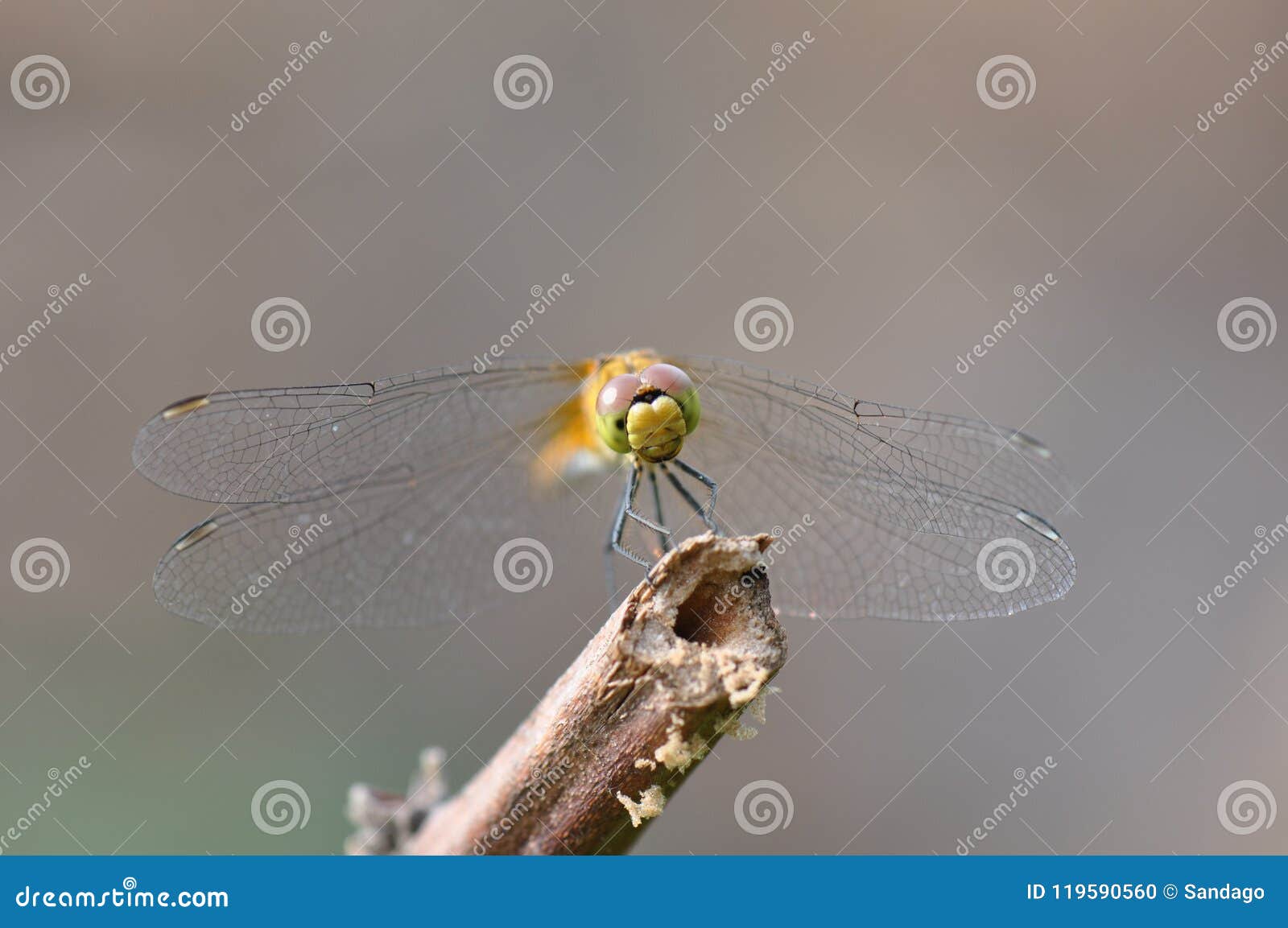 Dragonfly Resting on a Twig Stock Photo - Image of closeup, nature ...