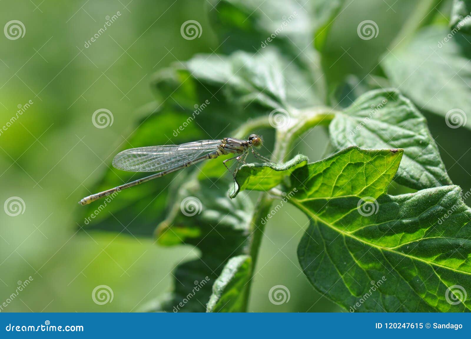 Dragonfly Resting on a Leaf Stock Image - Image of branch, body: 120247615