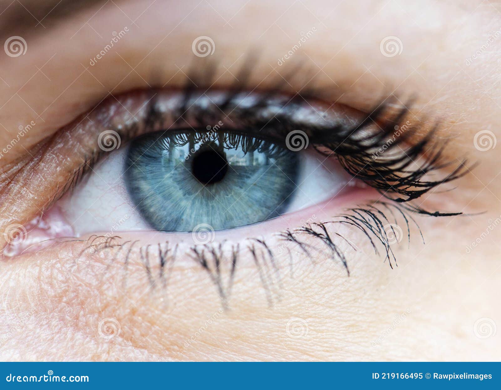 Macro Closeup of Human Blue Eye Stock Image - Image of human, iris ...