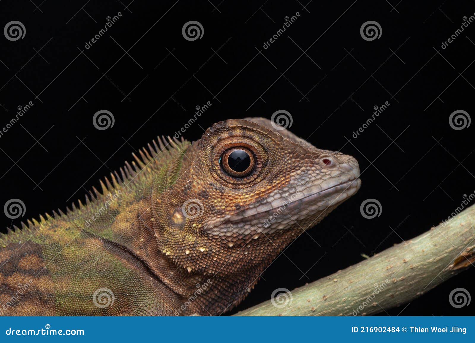 Borneo Earless Monitor / Lanthanotus Borneensis Royalty-Free Stock ...