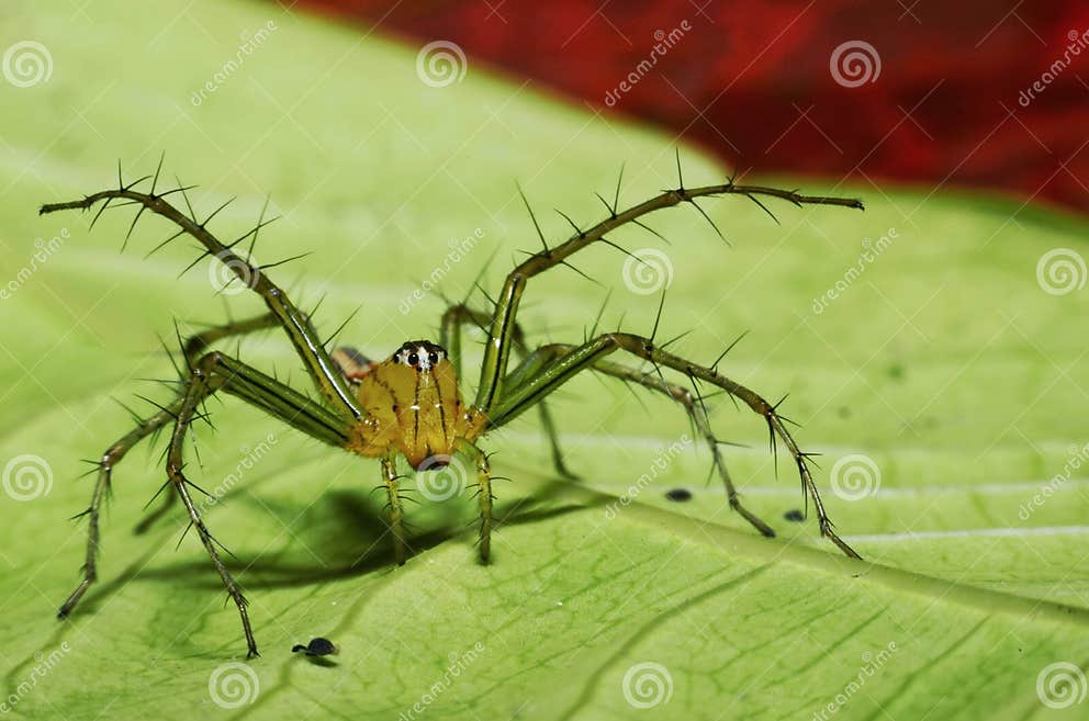 Macro Closeup Java Lynx Spider ,Jumping Spider on Green Leaf Stock ...