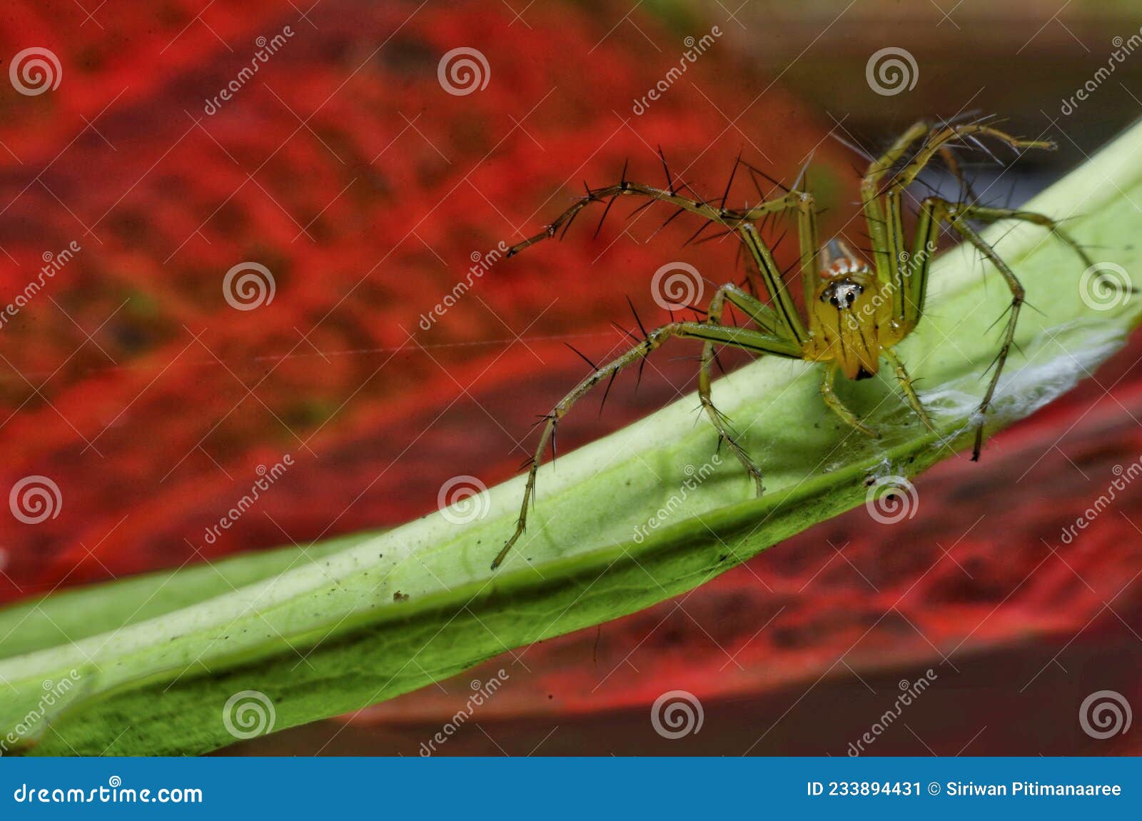 Macro Closeup Java Lynx Spider ,Jumping Spider on Red Leaf Stock Image ...