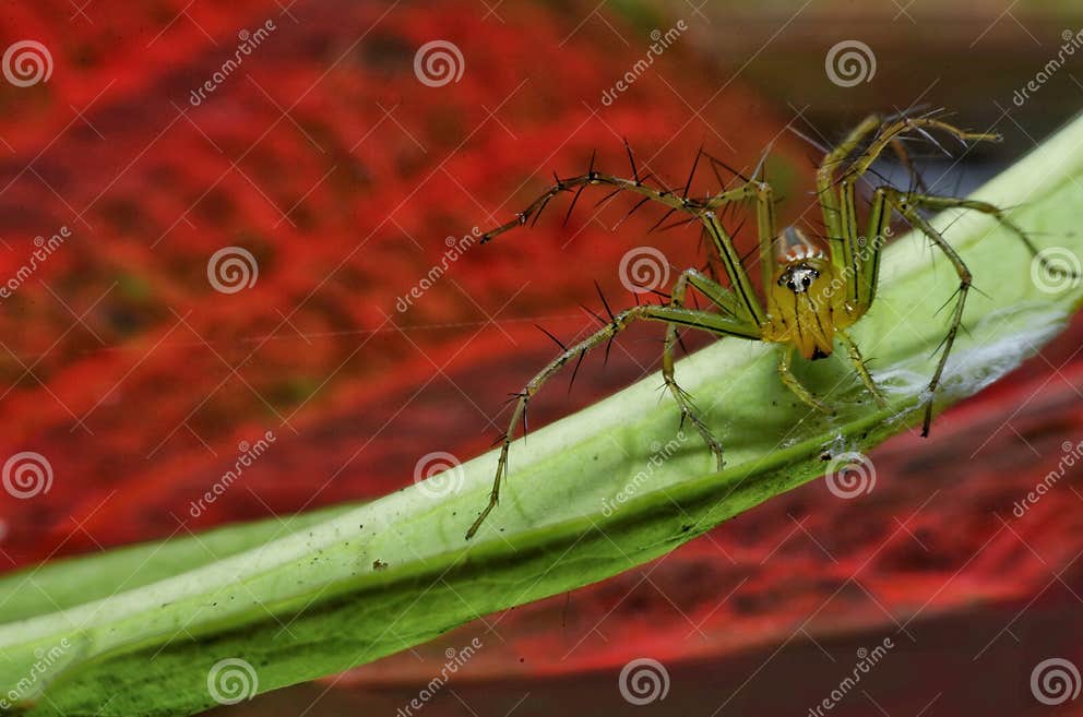 Macro Closeup Java Lynx Spider ,Jumping Spider on Red Leaf Stock Image ...
