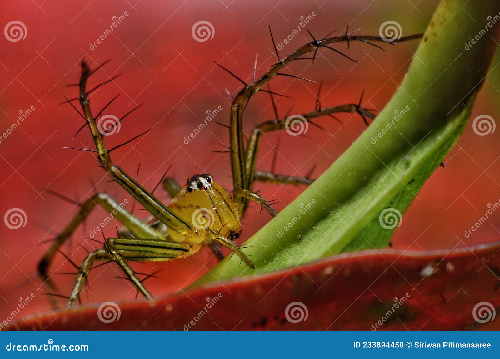 Macro Closeup Java Lynx Spider ,Jumping Spider On Red Leaf Stock ...