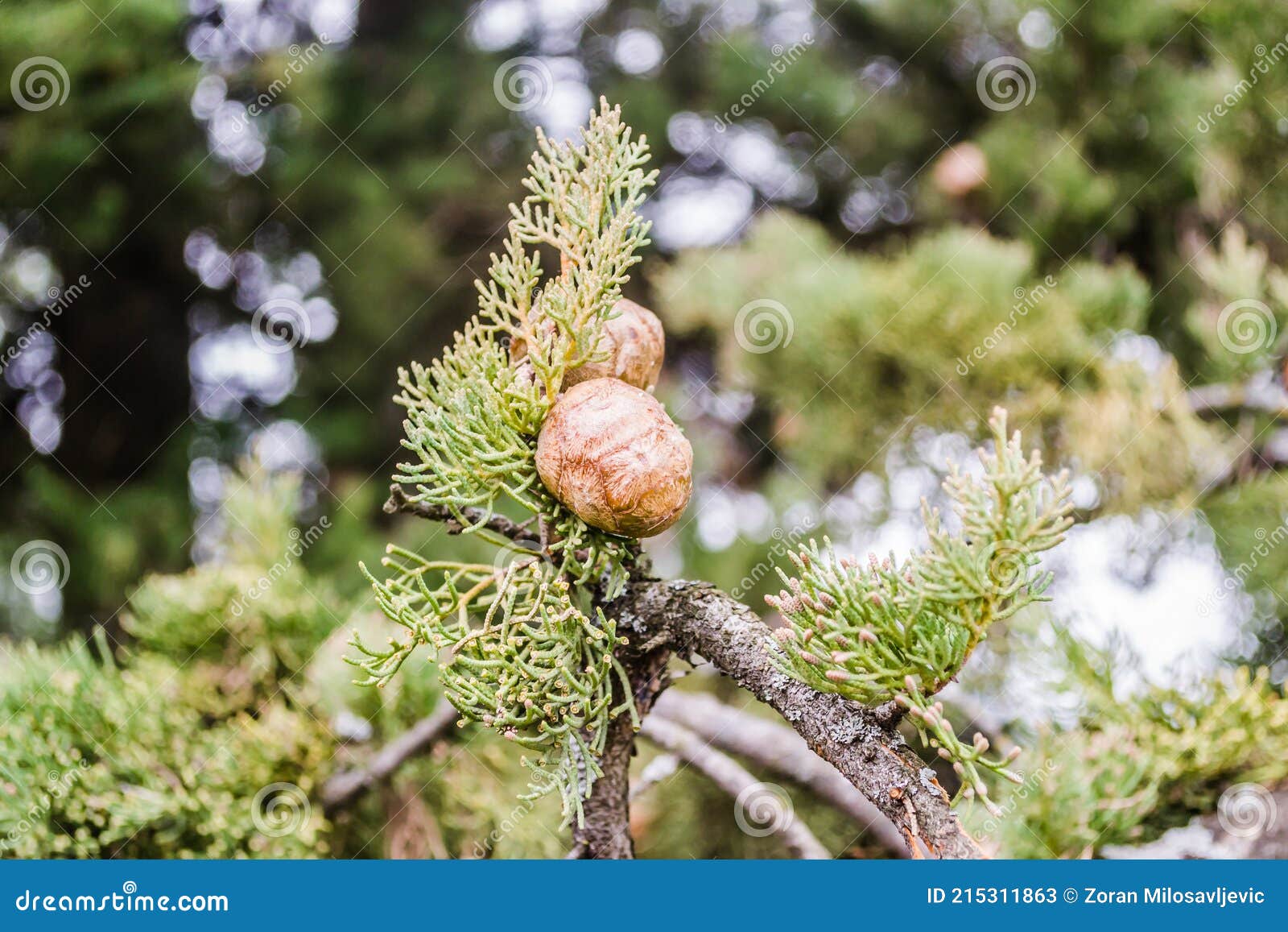 Young Cones on a Branch of Evergreen Trees. Stock Image - Image of ...