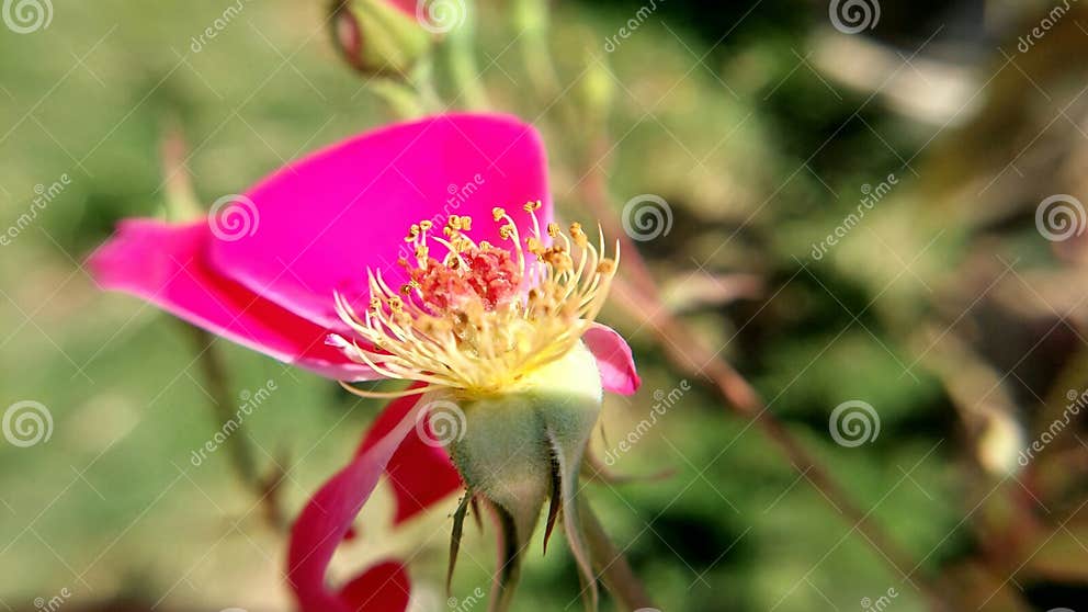 Macro Closeup of Roses Pollens Stock Photo - Image of pinkrose, roses ...