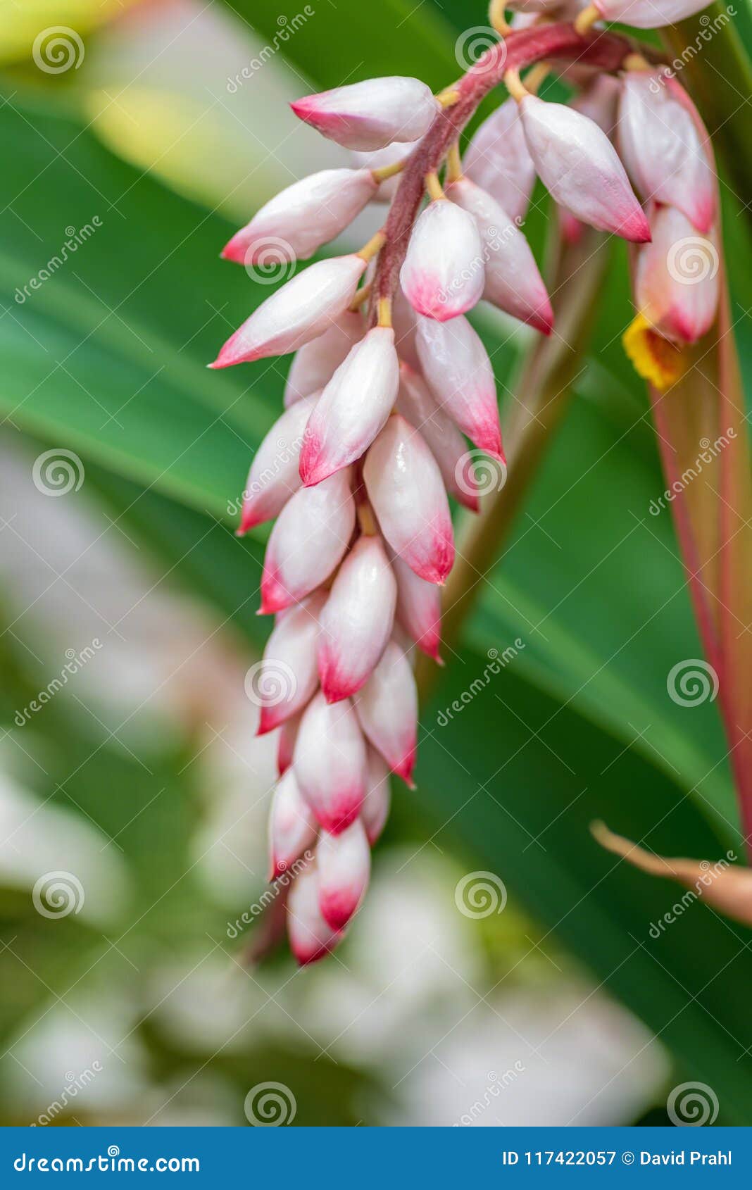 Tropical Shell Ginger Buds about To Bloom Stock Image - Image of focus ...