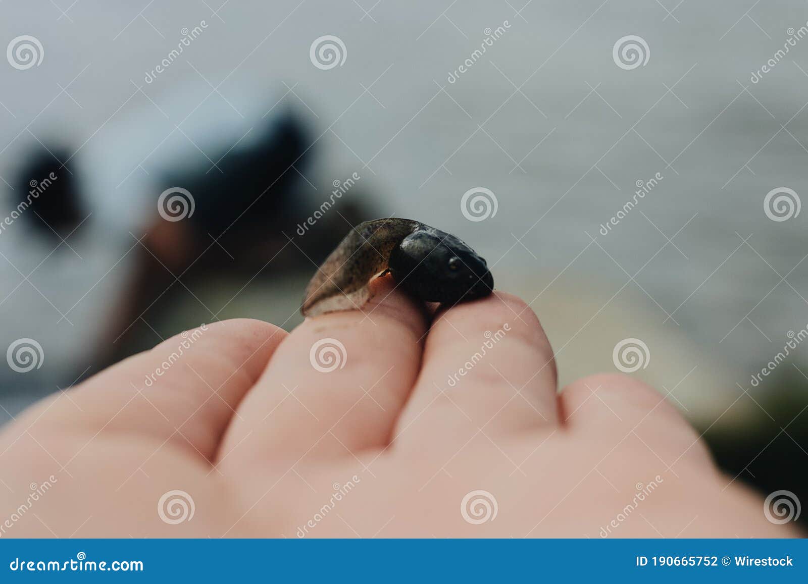 Macro Closeup Shot of a Black Tadpole Lying on the Hand of a Human ...