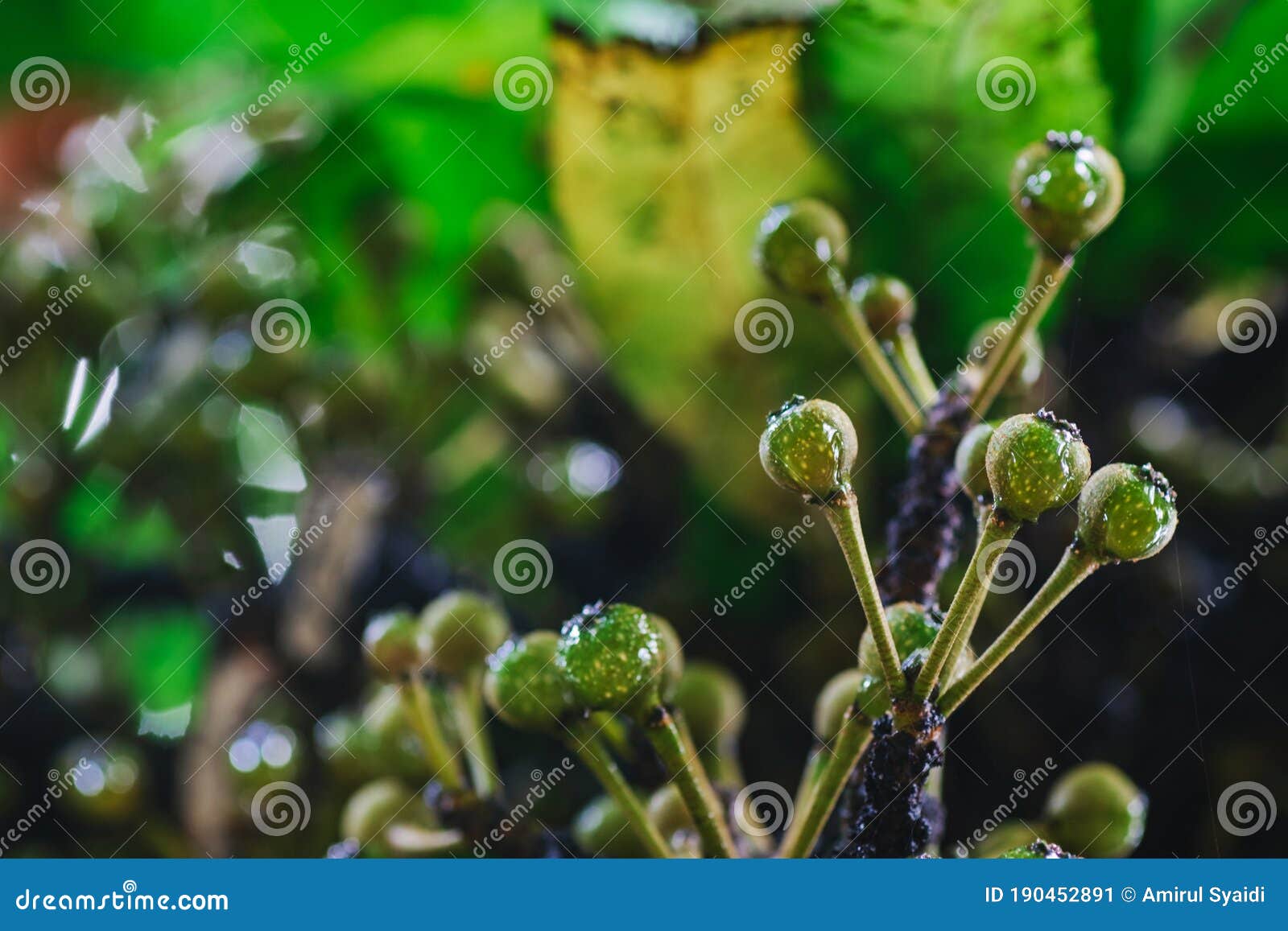 Macro Closeup Shot a Cluster of Wild Fruit on the Tree in the ...
