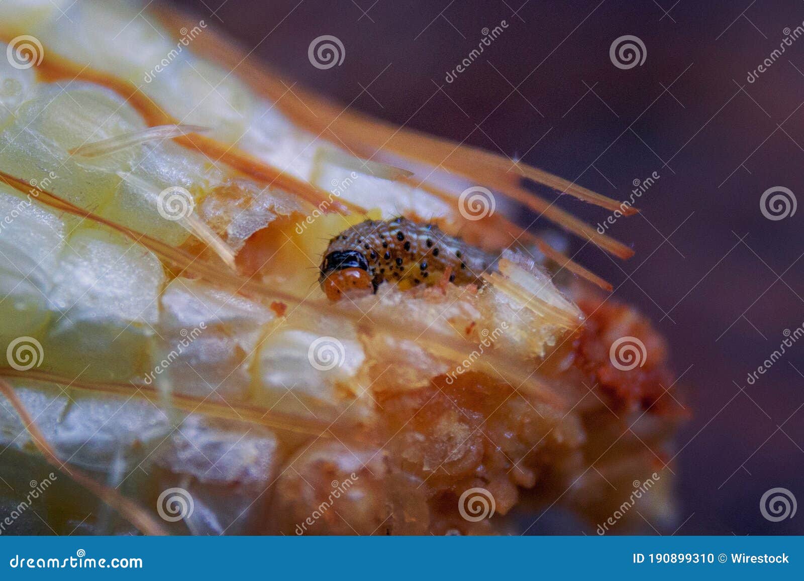 Macro Closeup Shot of a Corn Borer Worm on a Corn Stock Photo - Image ...