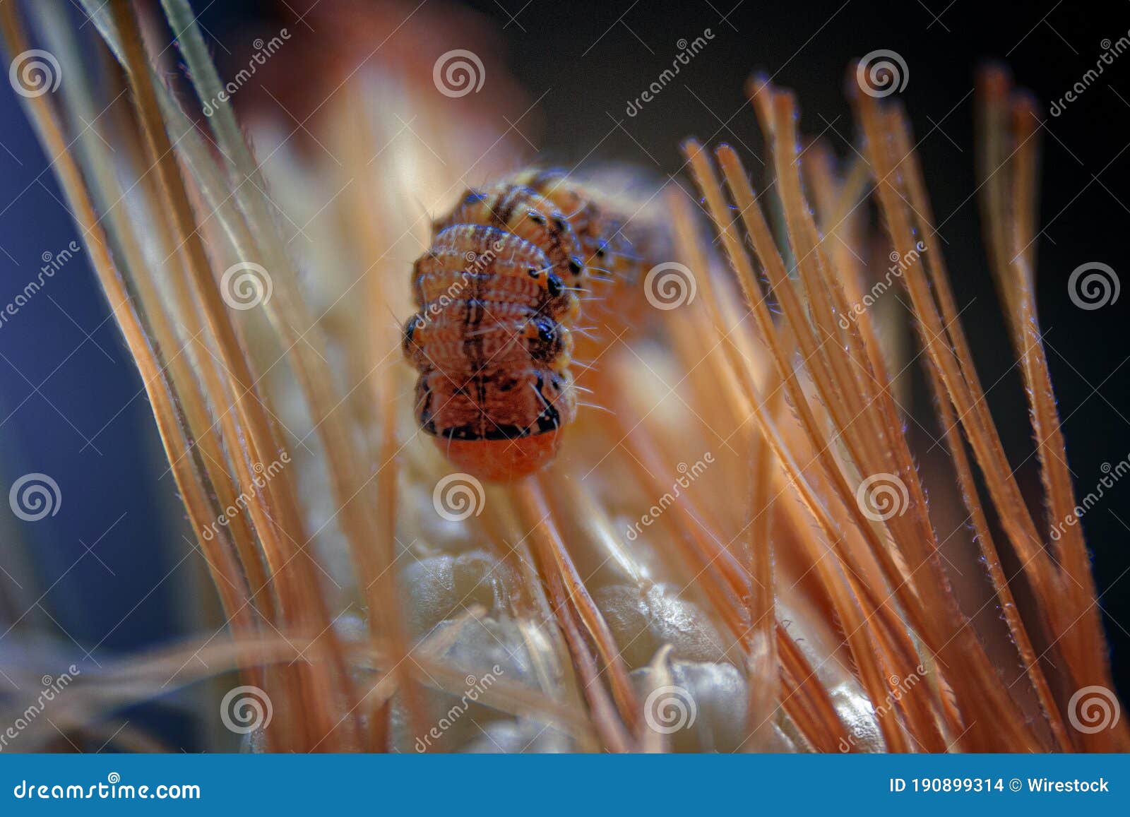 Macro Closeup Shot of a Corn Borer Worm on a Corn Silk Stock Photo ...