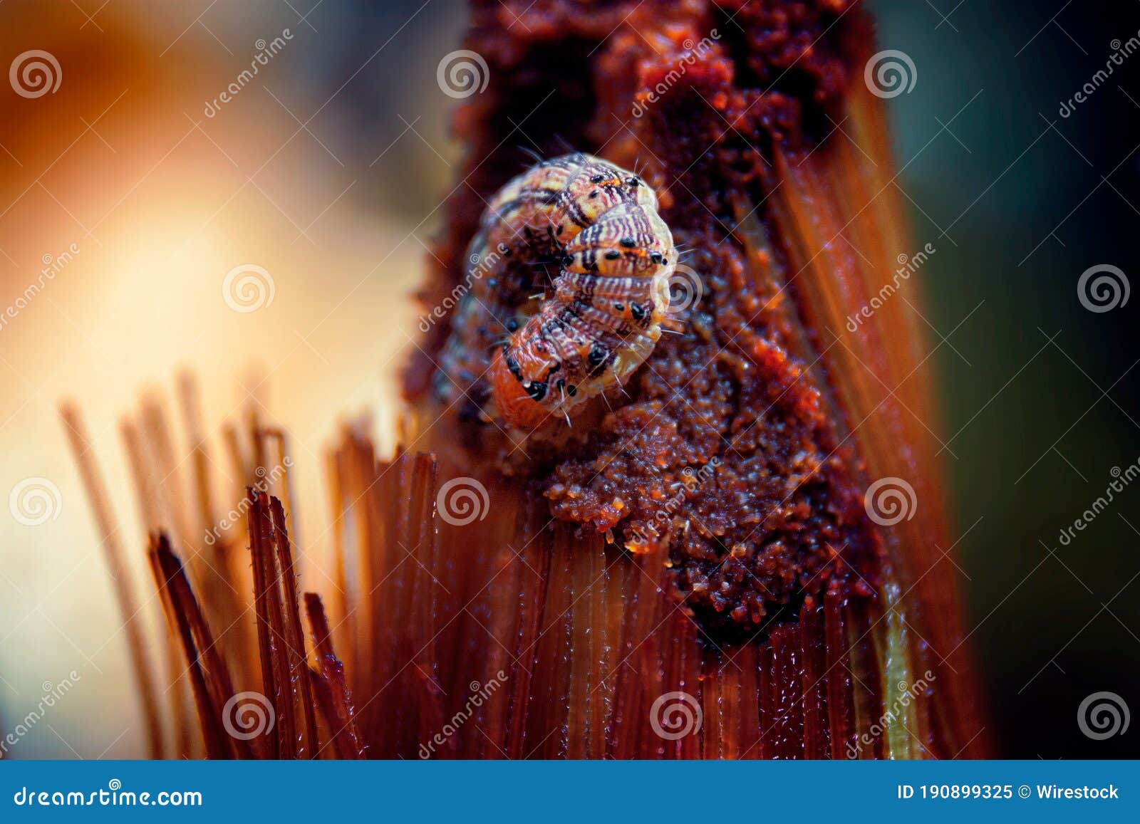 Macro Closeup Shot of a Corn Borer Worm on Corn Silks Stock Image ...