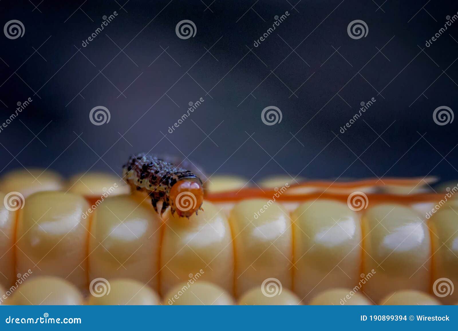 Macro Closeup Shot of a Corn Borer Worm on a Yellow Corn Stock Photo ...