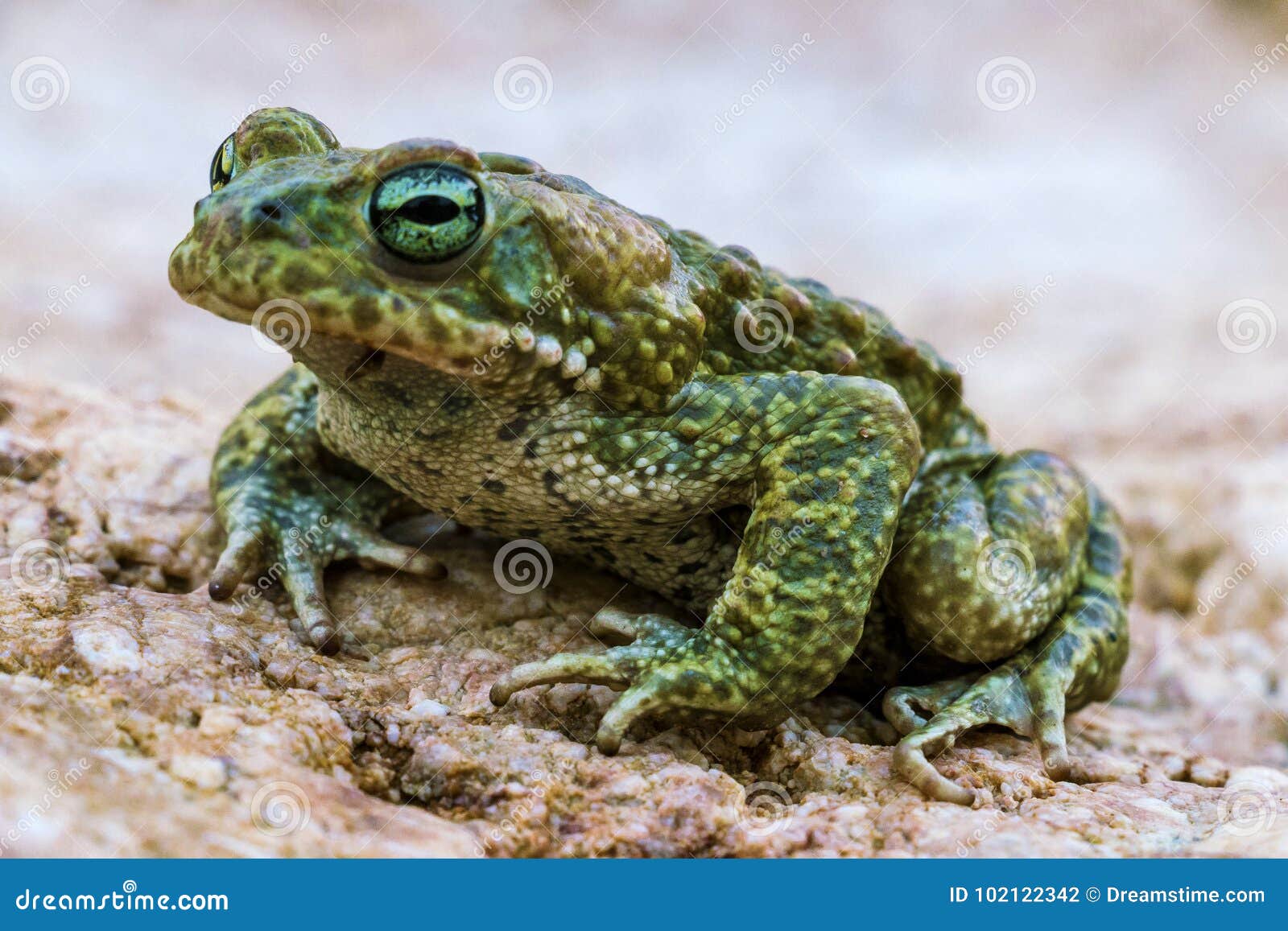 Closeup of Natterjack Toad stock photo. Image of animals - 102122342