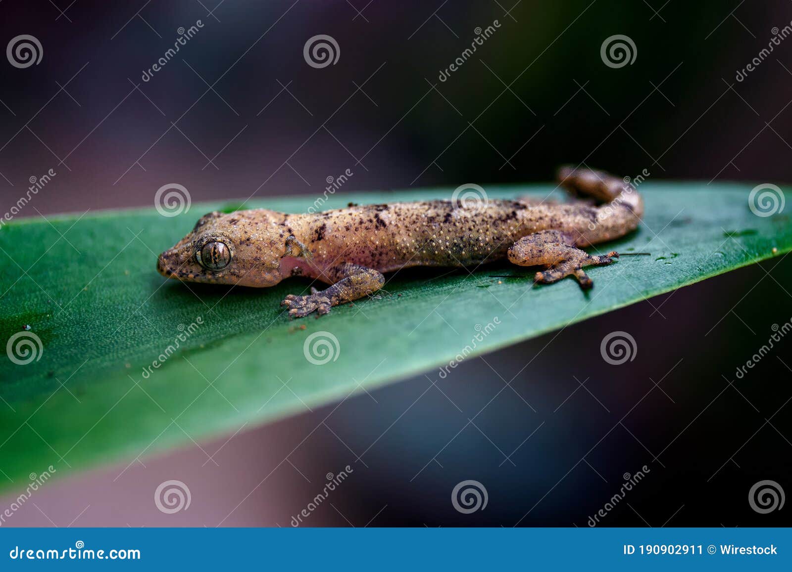 Macro Closeup Shot of a Tiny Brown Gecko Lying on a Green Leaf Stock ...