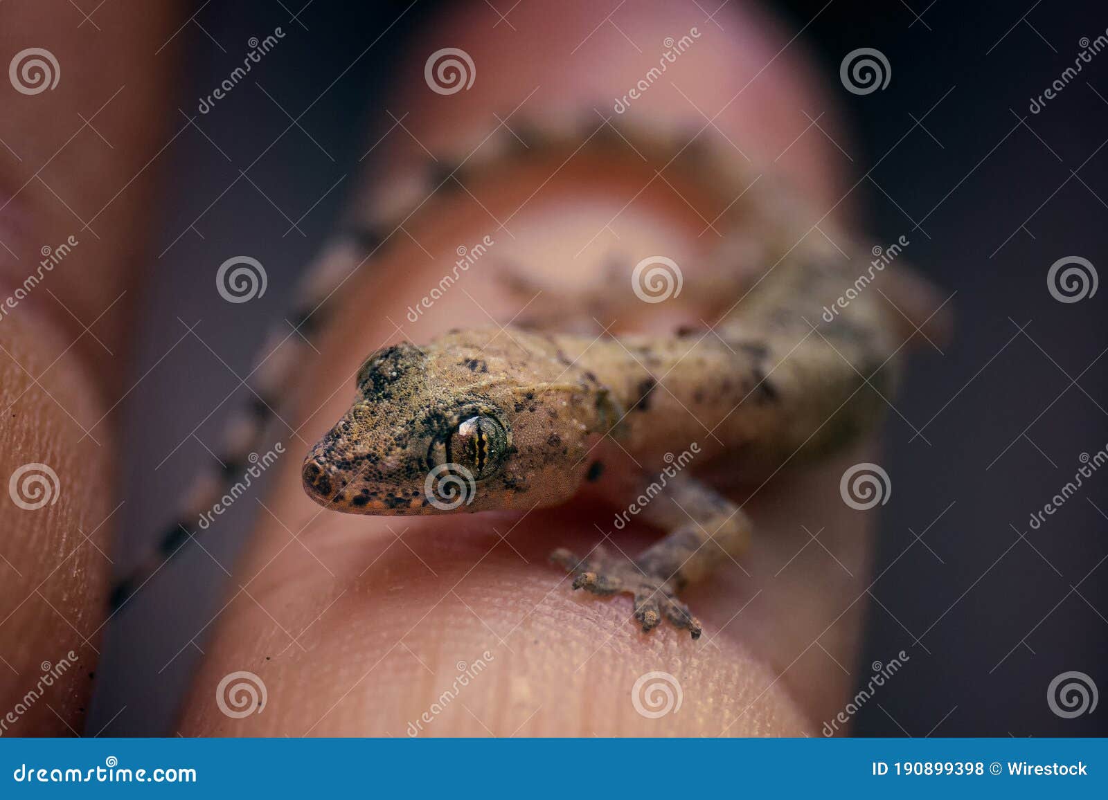 Macro Closeup Shot of a Tiny Brown Gecko Sitting on a Finger of a Human ...