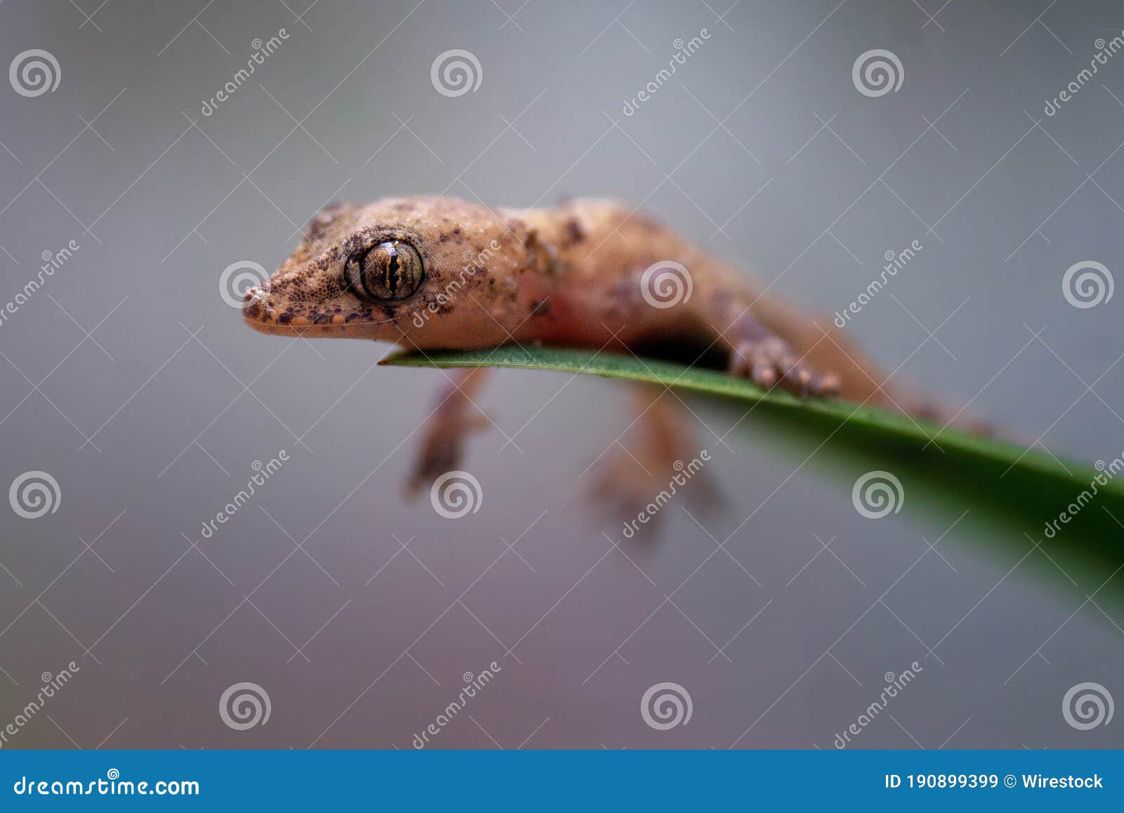 Macro Closeup Shot of a Tiny Brown Gecko Sitting on a Green Leaf Stock ...