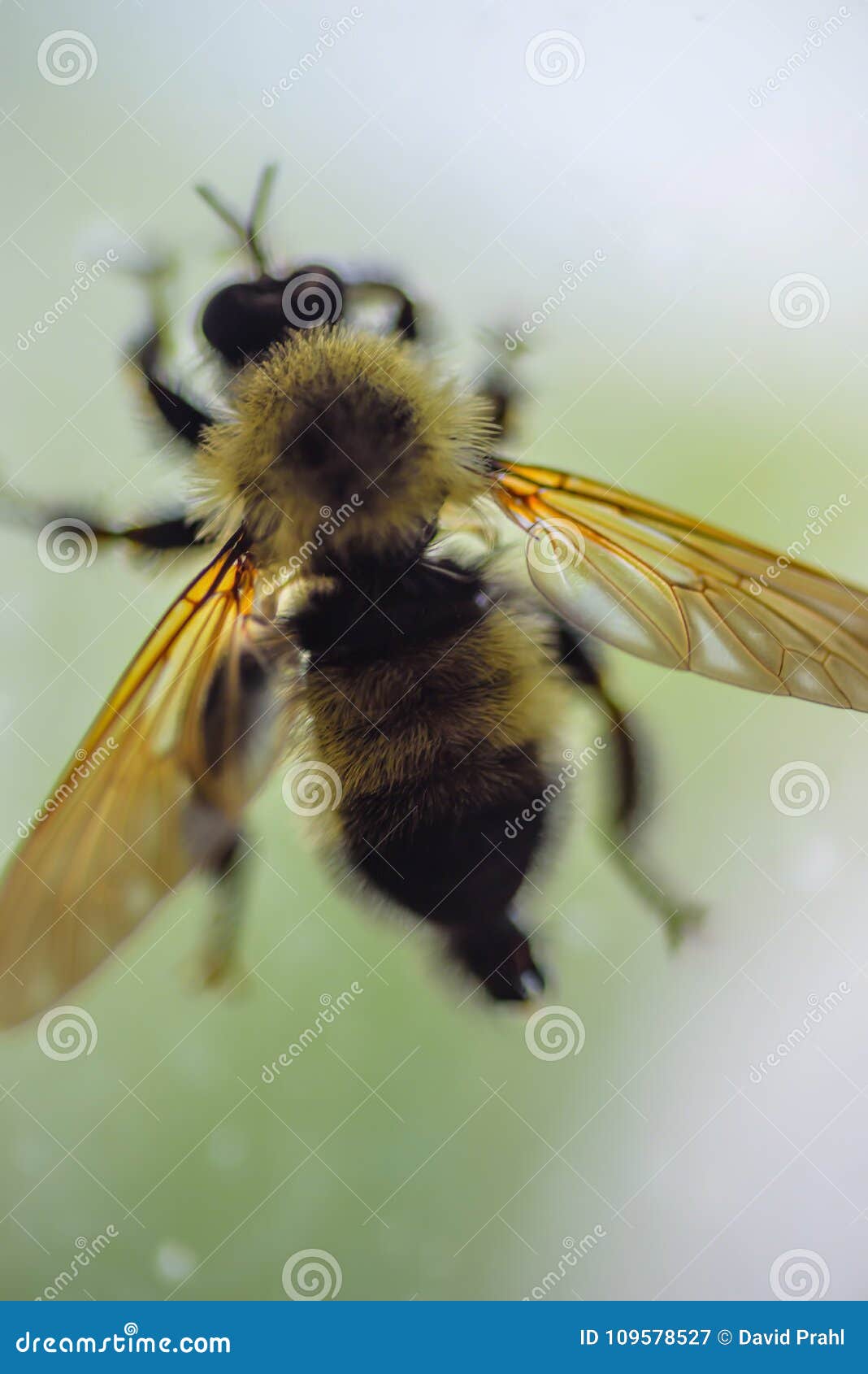 Macro Closeup of a Single Bee Crawling on Window Stock Image - Image of ...