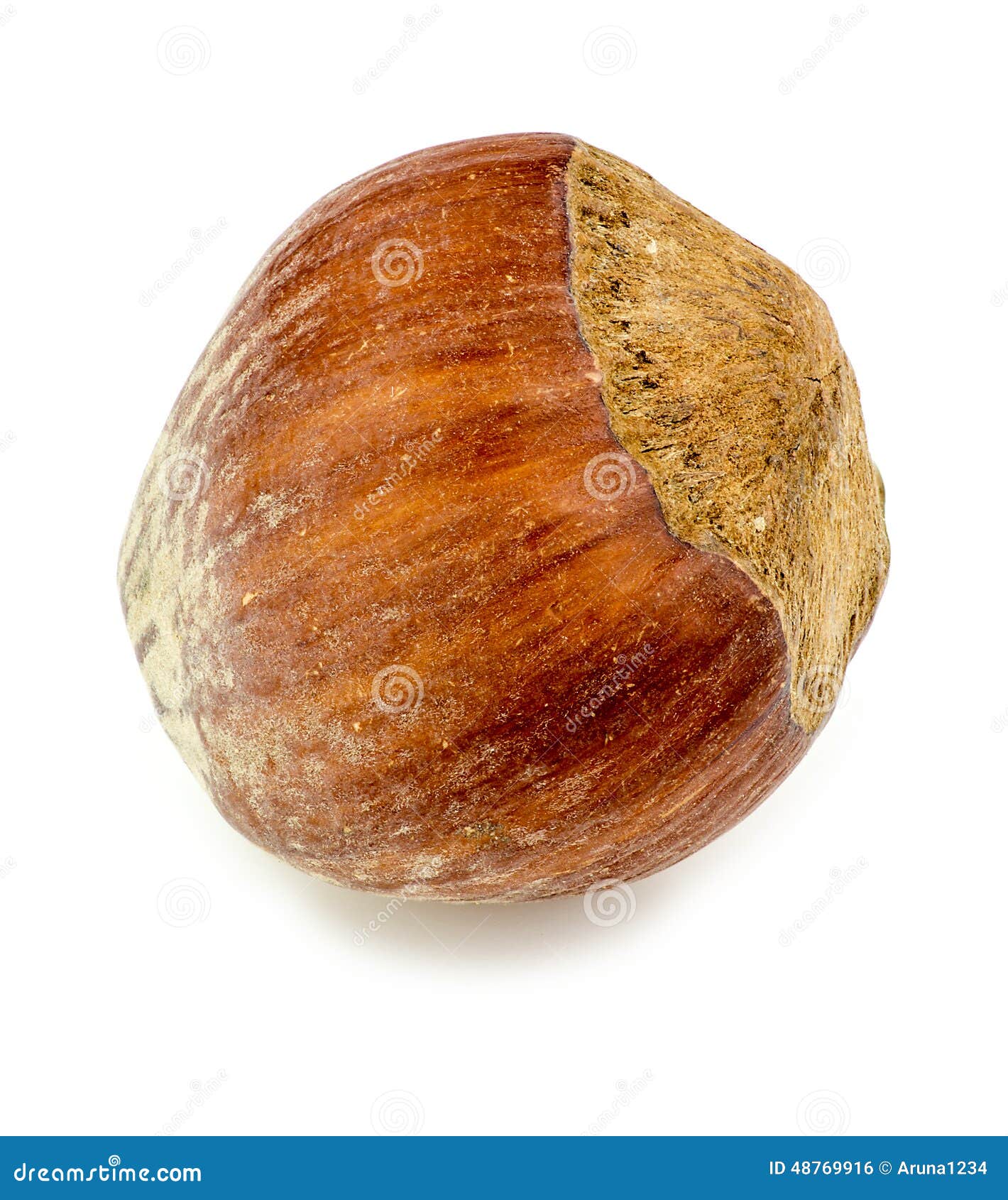 Macro Closeup of Single Hazelnut Stock Photo - Image of macro, closeup ...
