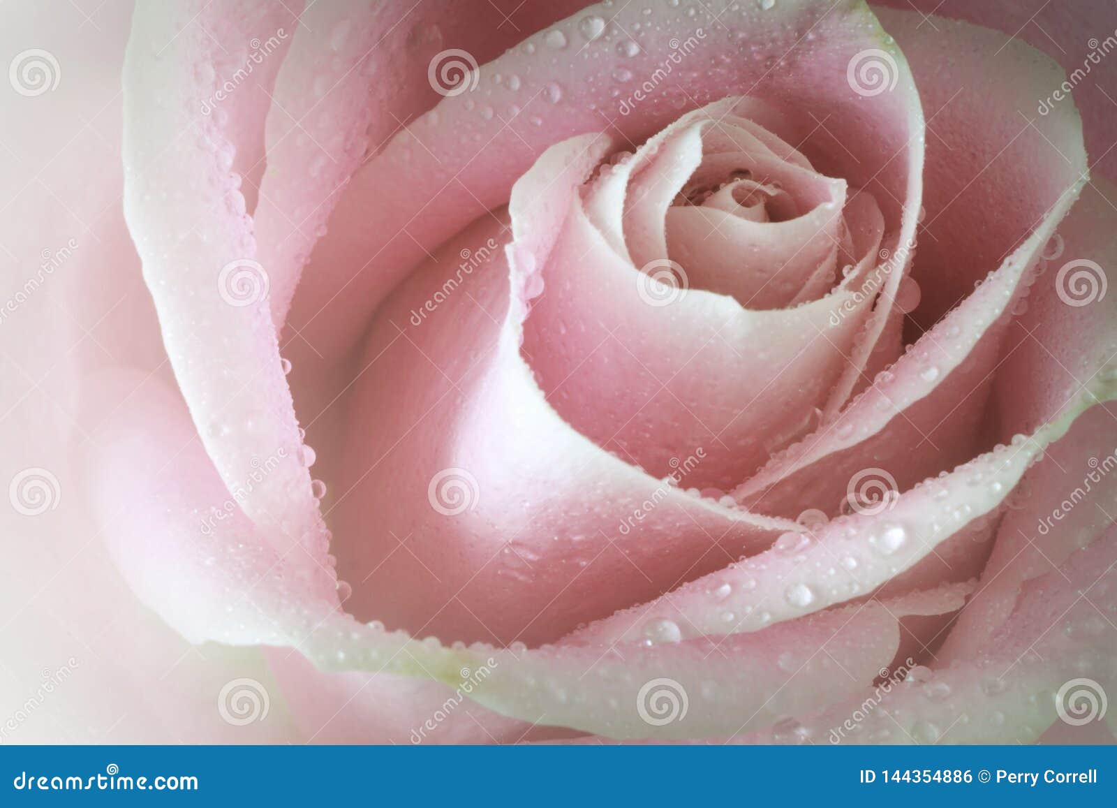 Macro Closeup of a Single Soft Pink Rose with Dewdrops. Stock Photo ...