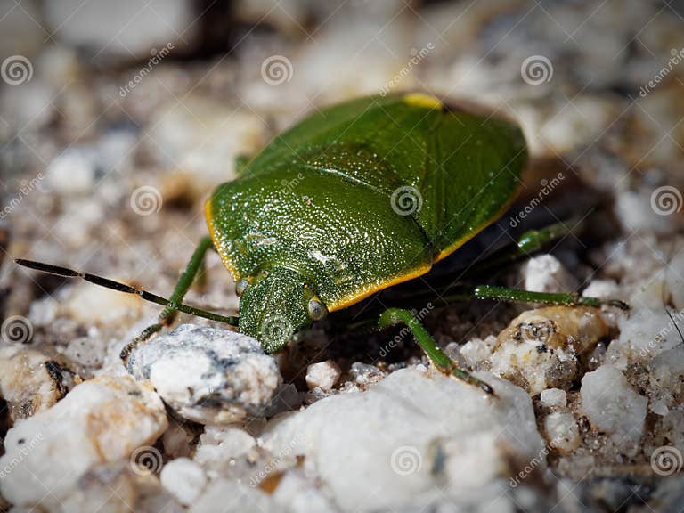 Macro Closeup of a Small Green Heteroptera Bug on a Stone Path Stock ...