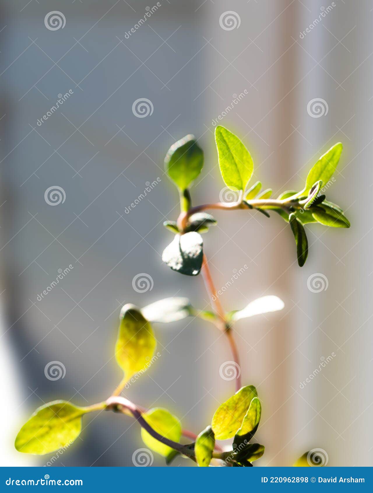 Soft Macro Closeup of End of Stem and Leaves on Thyme Plant in Bright ...