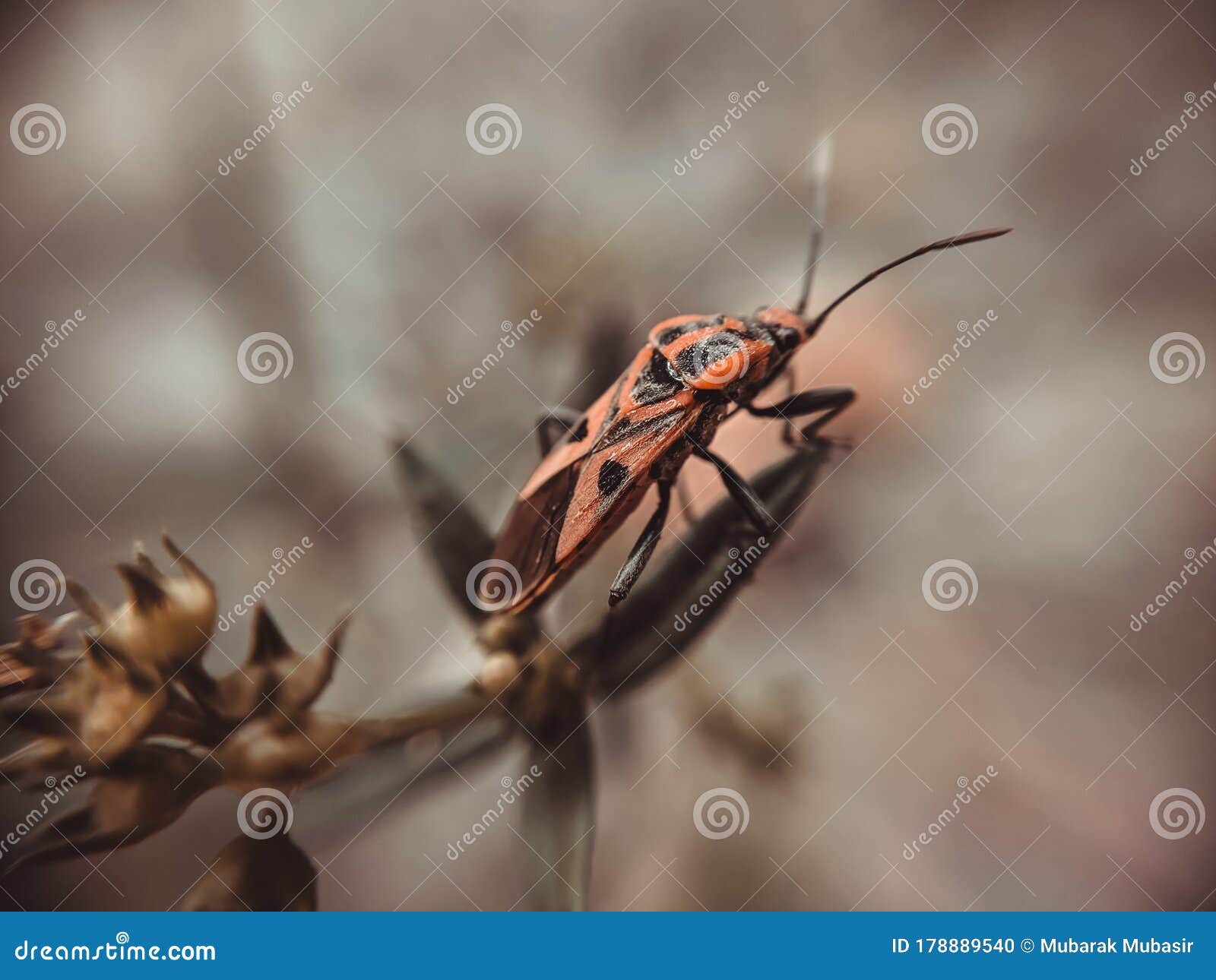 Macro Closeup Tiny Forest Bees Stock Photo - Image of insect, closeup ...