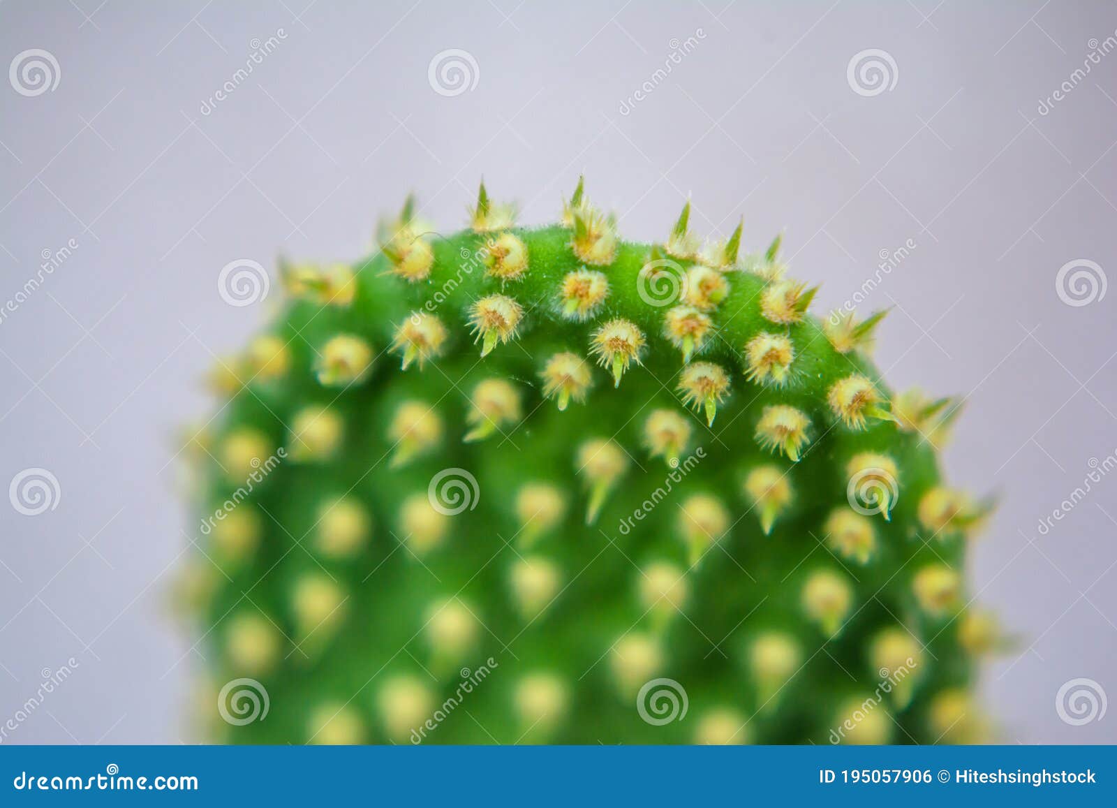 Macro Closeup To the Spines of a Cactus with Selective Focus. Cactus ...
