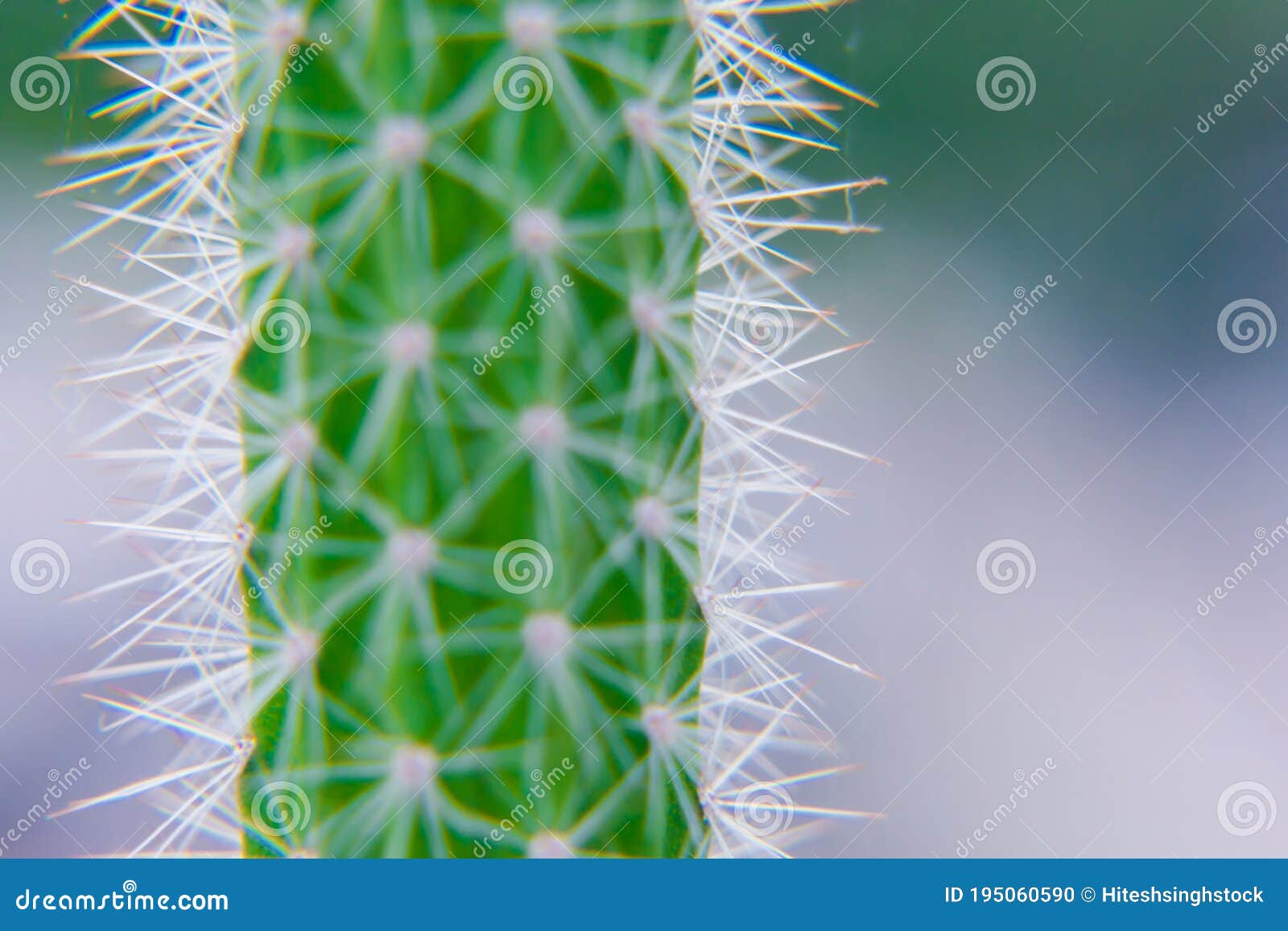 Macro Closeup To the Spines of a Cactus with Selective Focus. Cactus ...