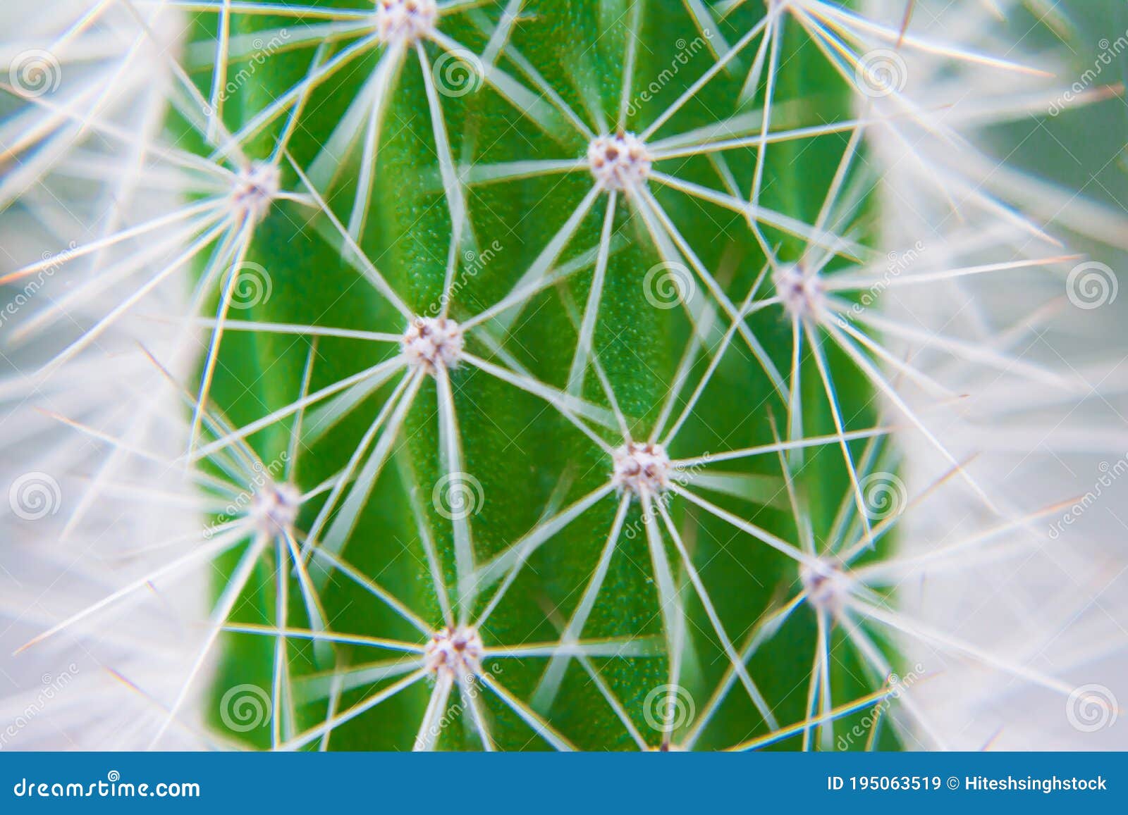 Macro Closeup To the Spines of a Cactus with Selective Focus. Cactus ...